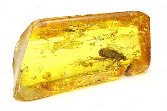 Baltic amber with a moth stock image. Image of enclosed - 72806633