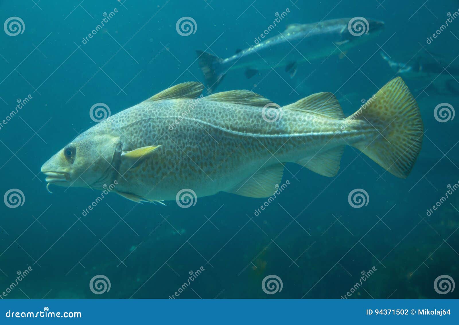 Baltic Cod Fish in Atlantic Sea Park in Alesund Stock Photo - Image of ...