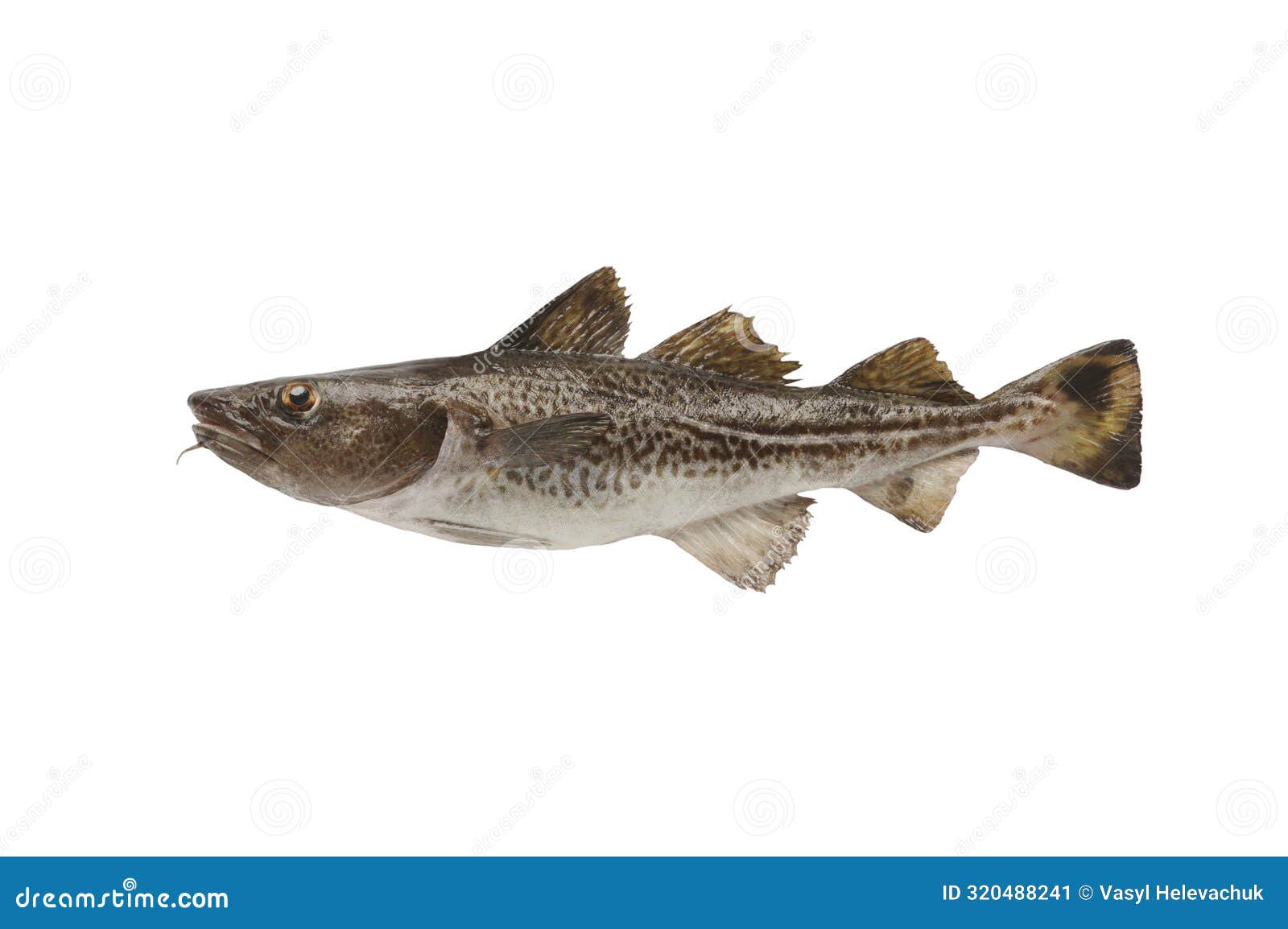 Baltic Cod Isolated on White Stock Image - Image of studio, meat: 320488241