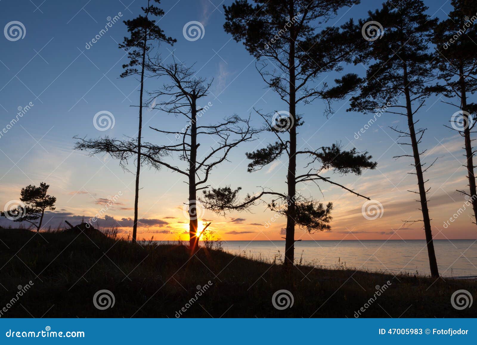 Baltic pine trees stock image. Image of water, evening - 47005983