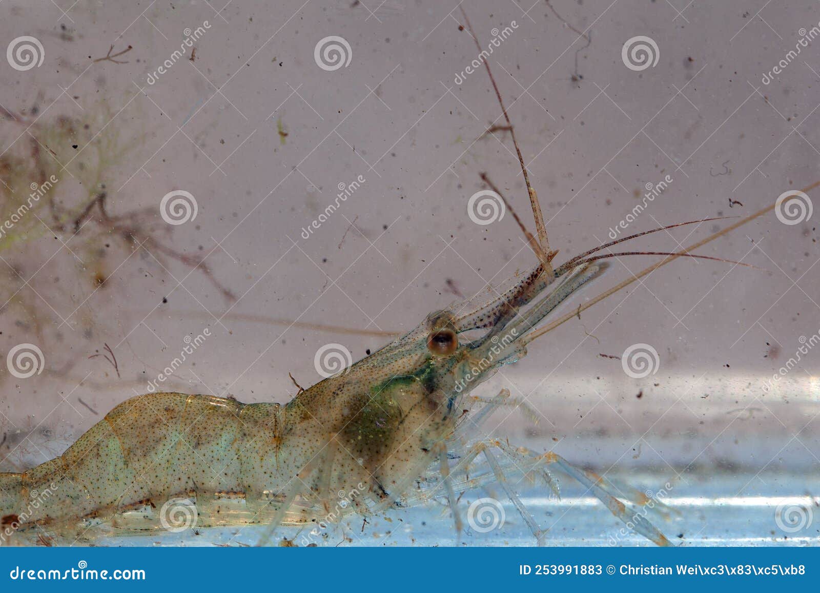 Baltic Prawn, Palaemon Adspersus Stock Image - Image of aquaculture ...