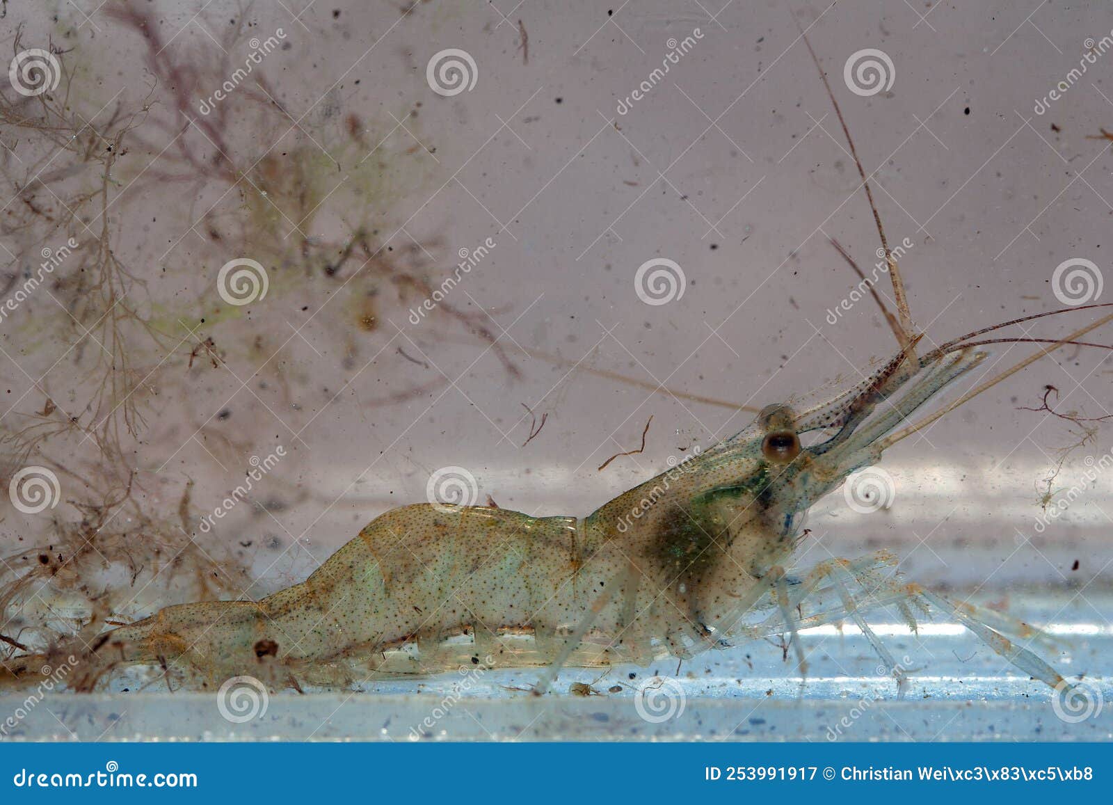 Baltic Prawn, Palaemon Adspersus Stock Image - Image of instinct, life ...