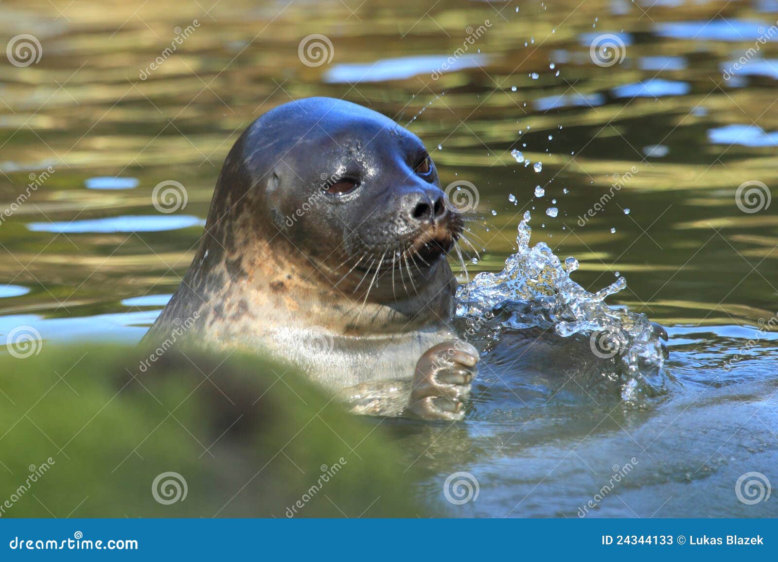 Baltic ringed seal stock image. Image of adult, animal - 24344133