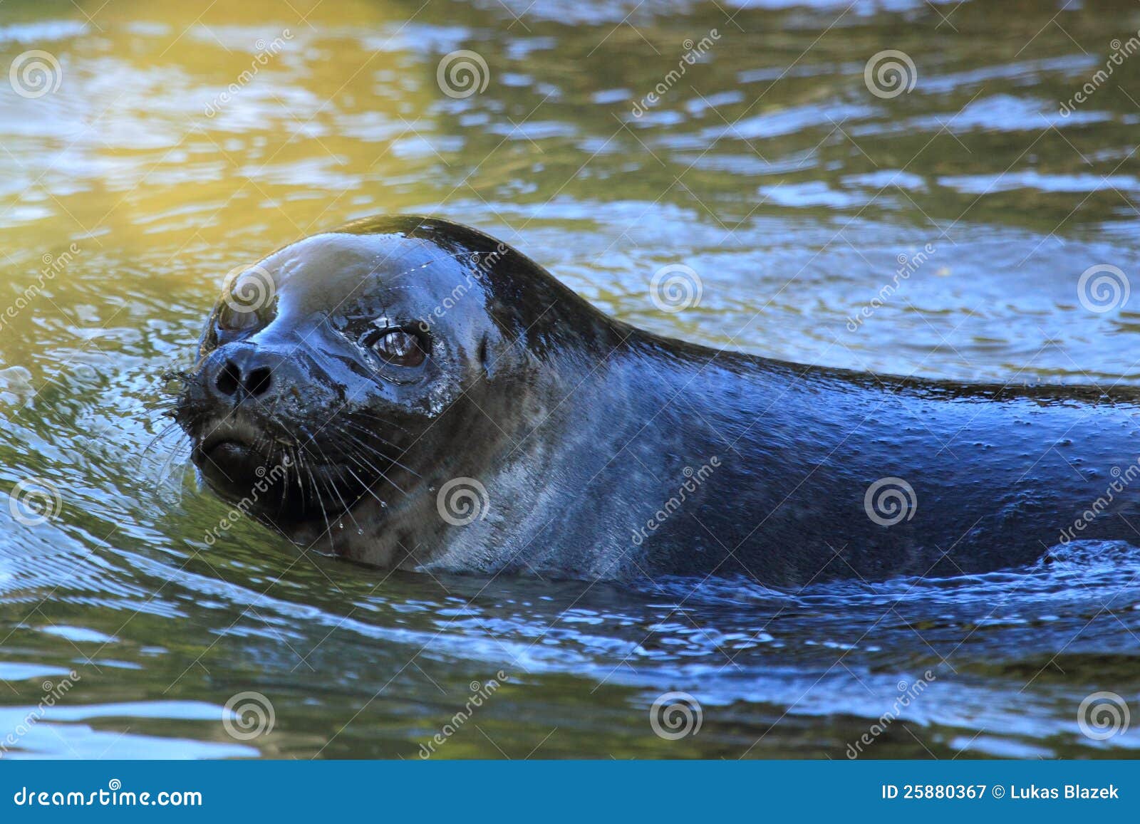 Baltic ringed seal stock image. Image of mammal, detail - 25880367
