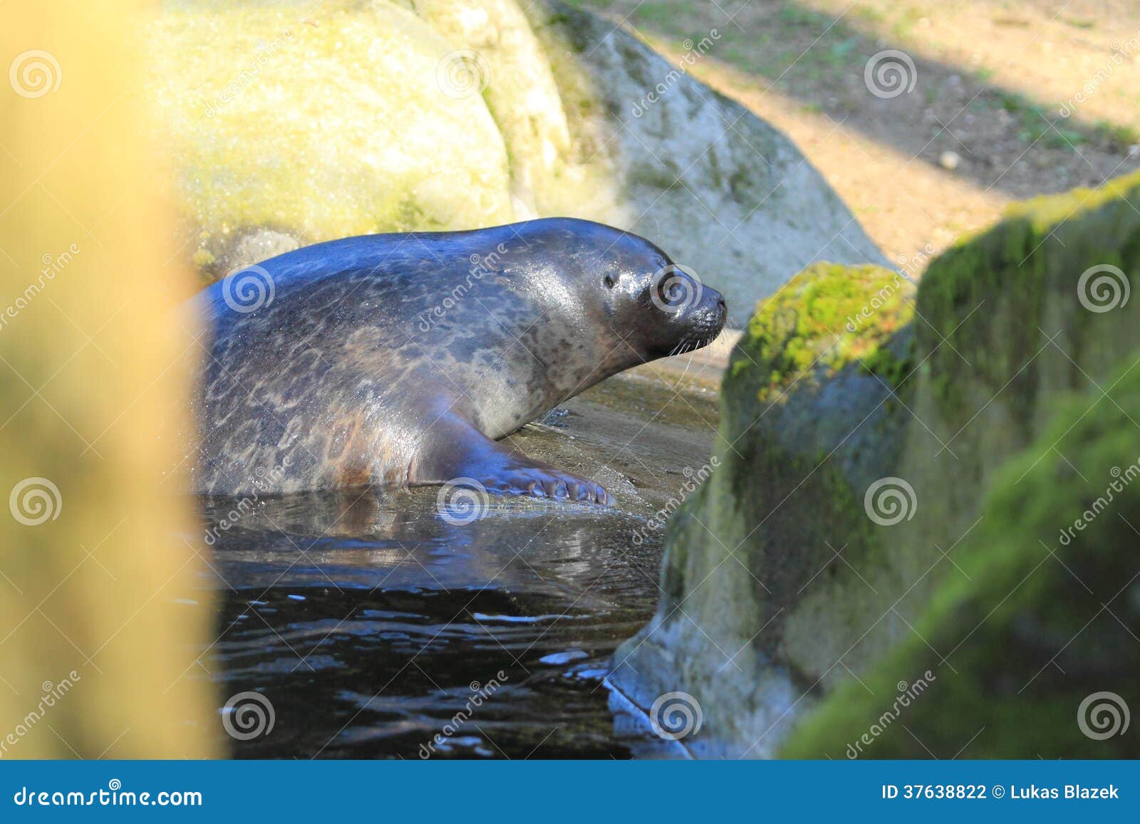 Baltic ringed seal stock photo. Image of animal, botnica - 37638822