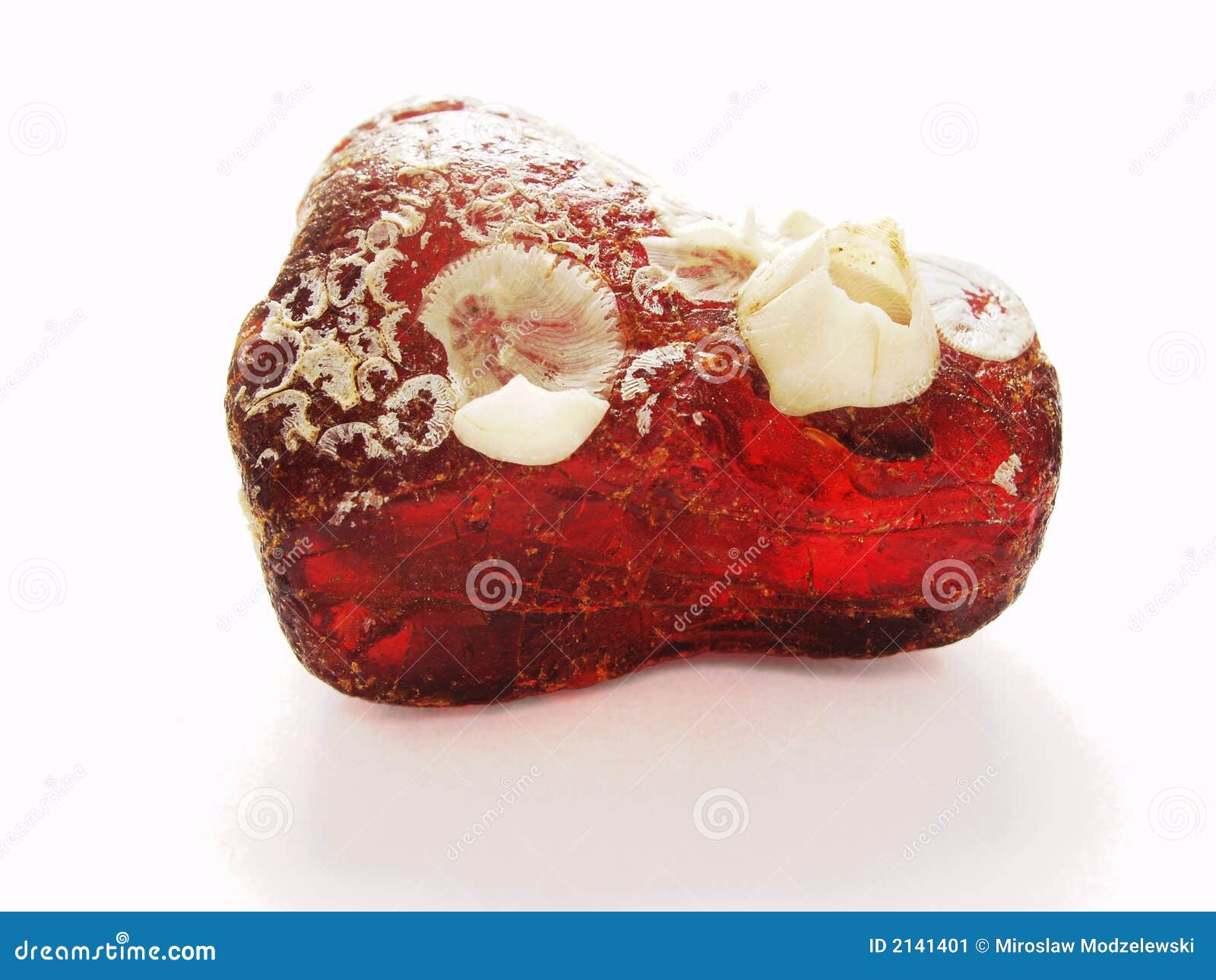 Baltic Sea Amber stock image. Image of shell, pine, amber - 2141401