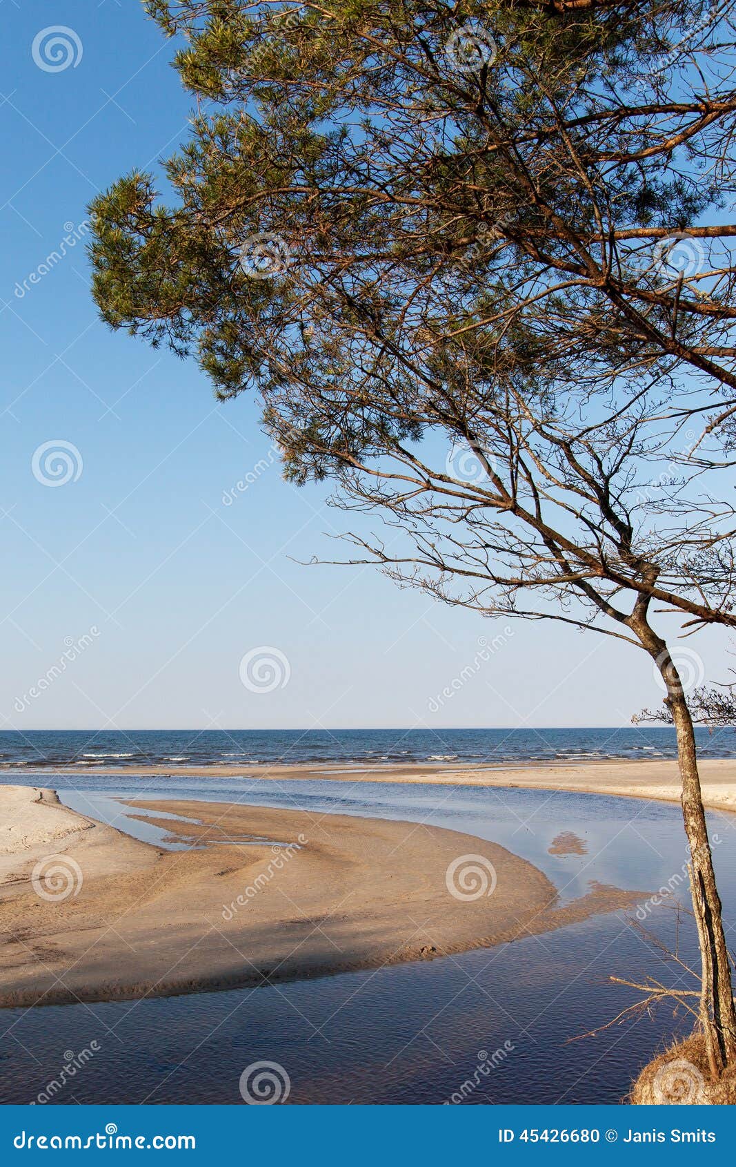 Baltic sea coast. stock photo. Image of landscape, tree - 45426680
