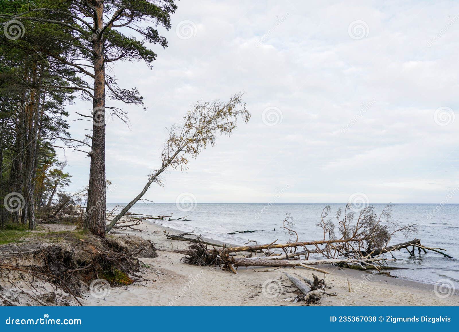 Baltic Sea Coast Landscape with Wave-washed Tree Roots and Fallen Trees ...