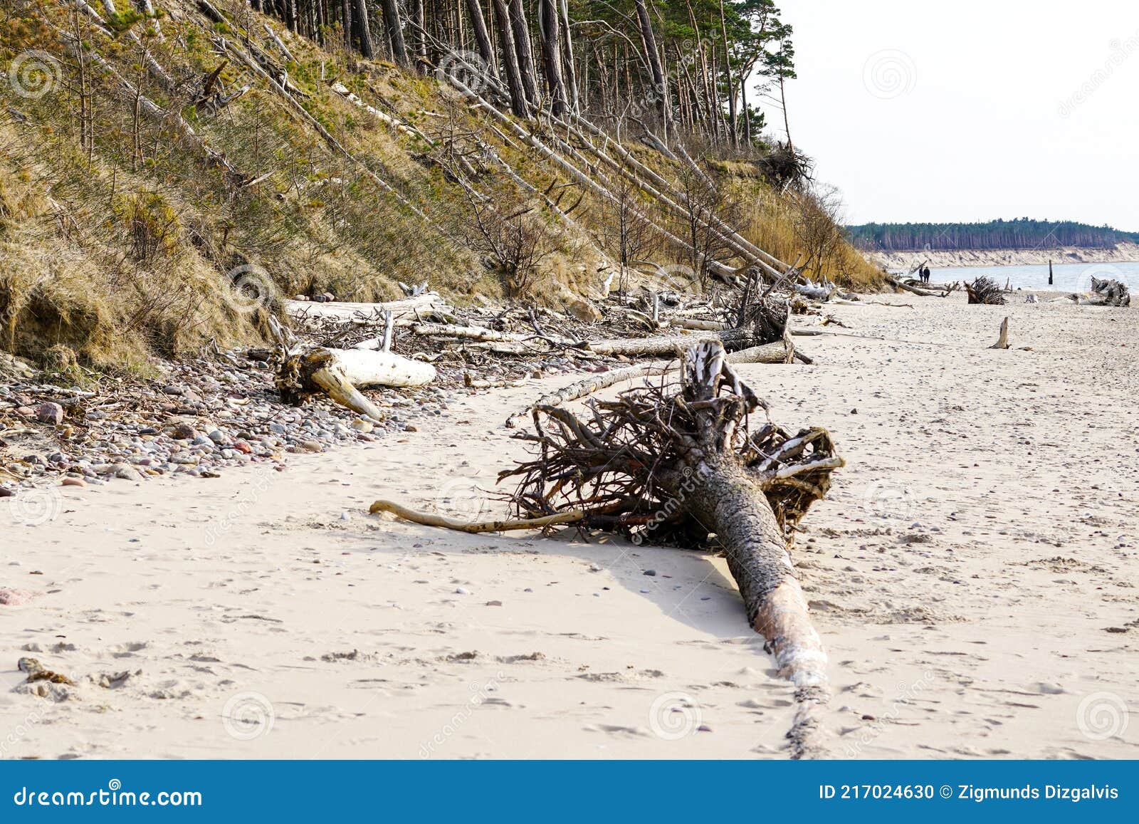 Baltic Sea Coast with Wind and Water Felled Tree Trunks Stock Photo ...