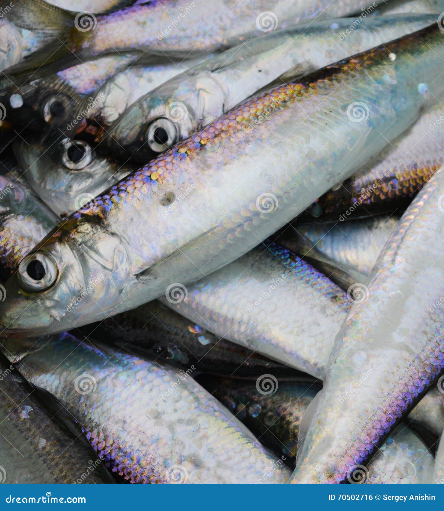 Baltic sea fish herring stock photo. Image of catch, fish - 70502716