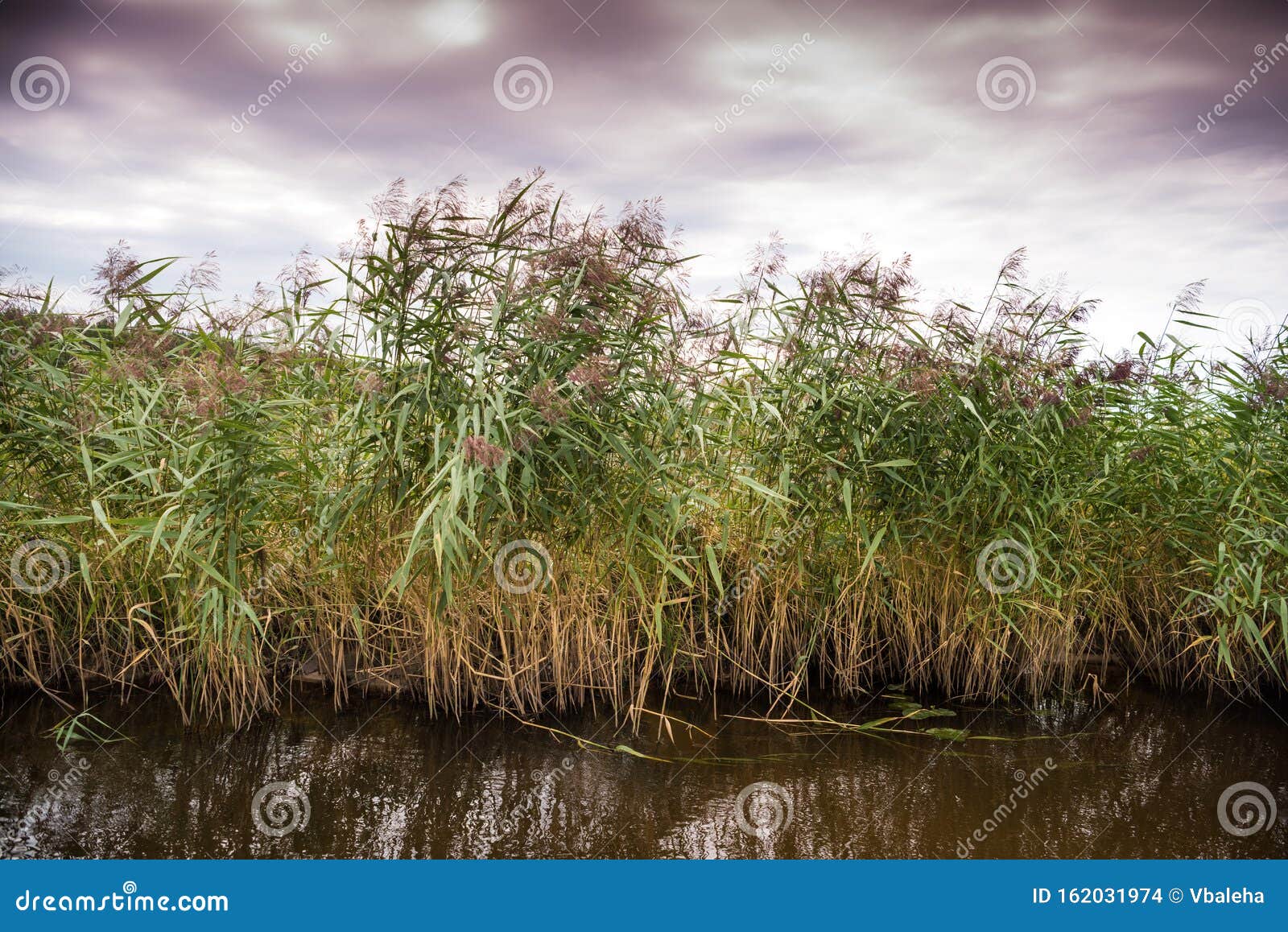 Baltic sea reeds stock photo. Image of reeds, reed, dunes - 162031974