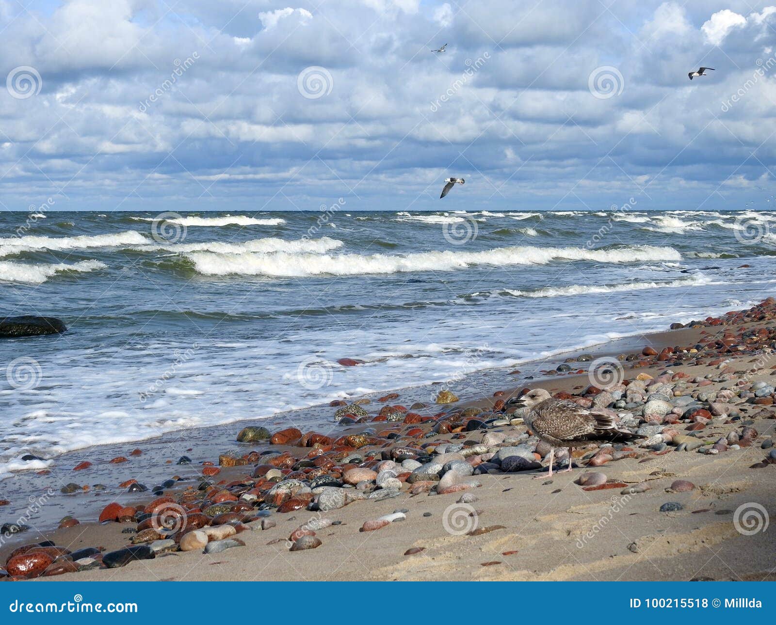 Baltic Sea Coast, Lithuania Stock Photo - Image of shore, coast: 100215518