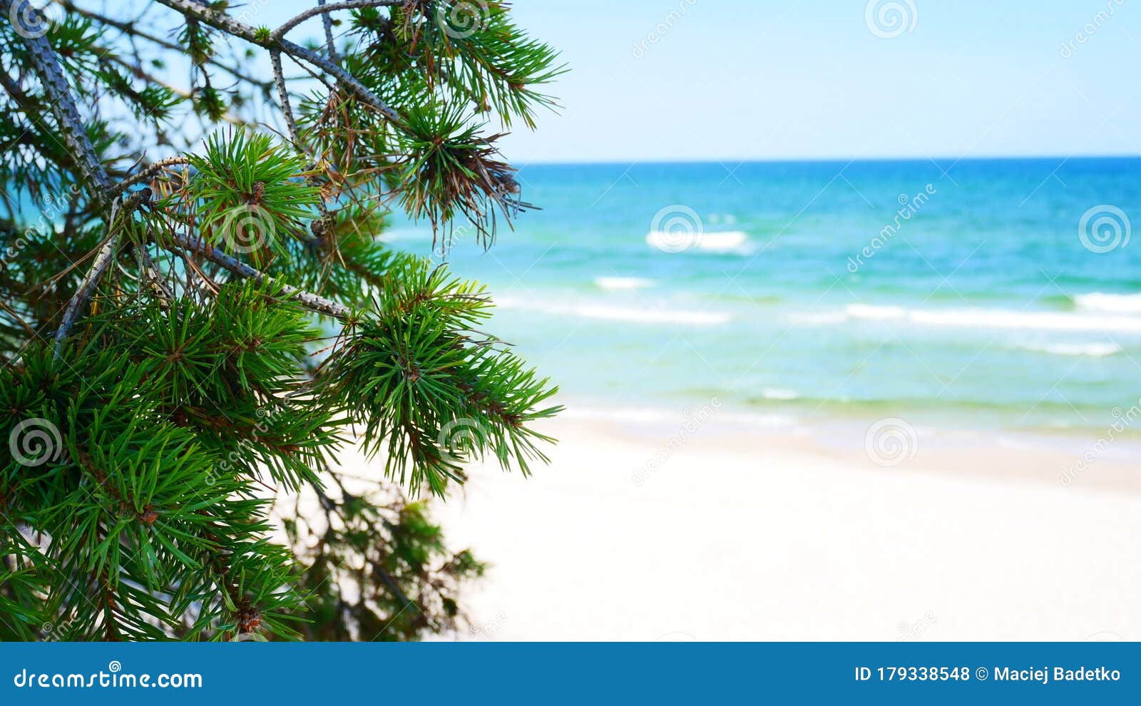 Baltic Sea Tree Plants Looks Like Tropical Beach Stock Photo - Image of ...