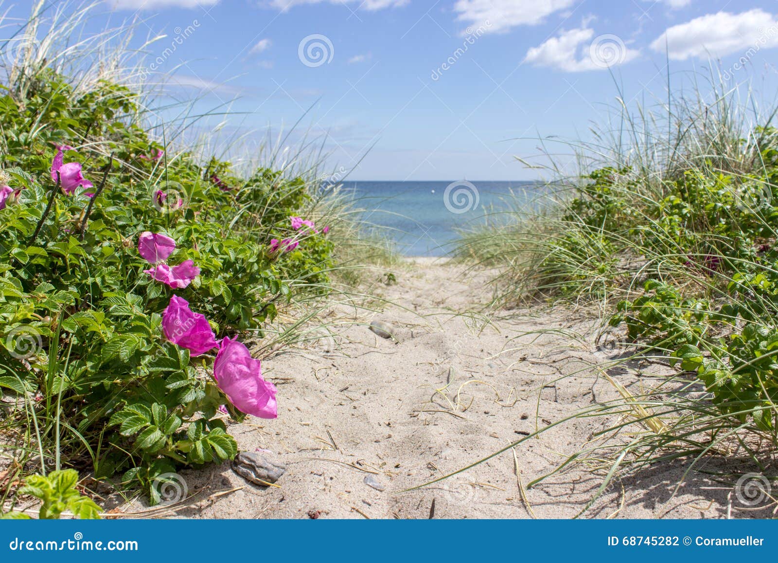 At the Baltic Sea stock photo. Image of nature, beach - 68745282