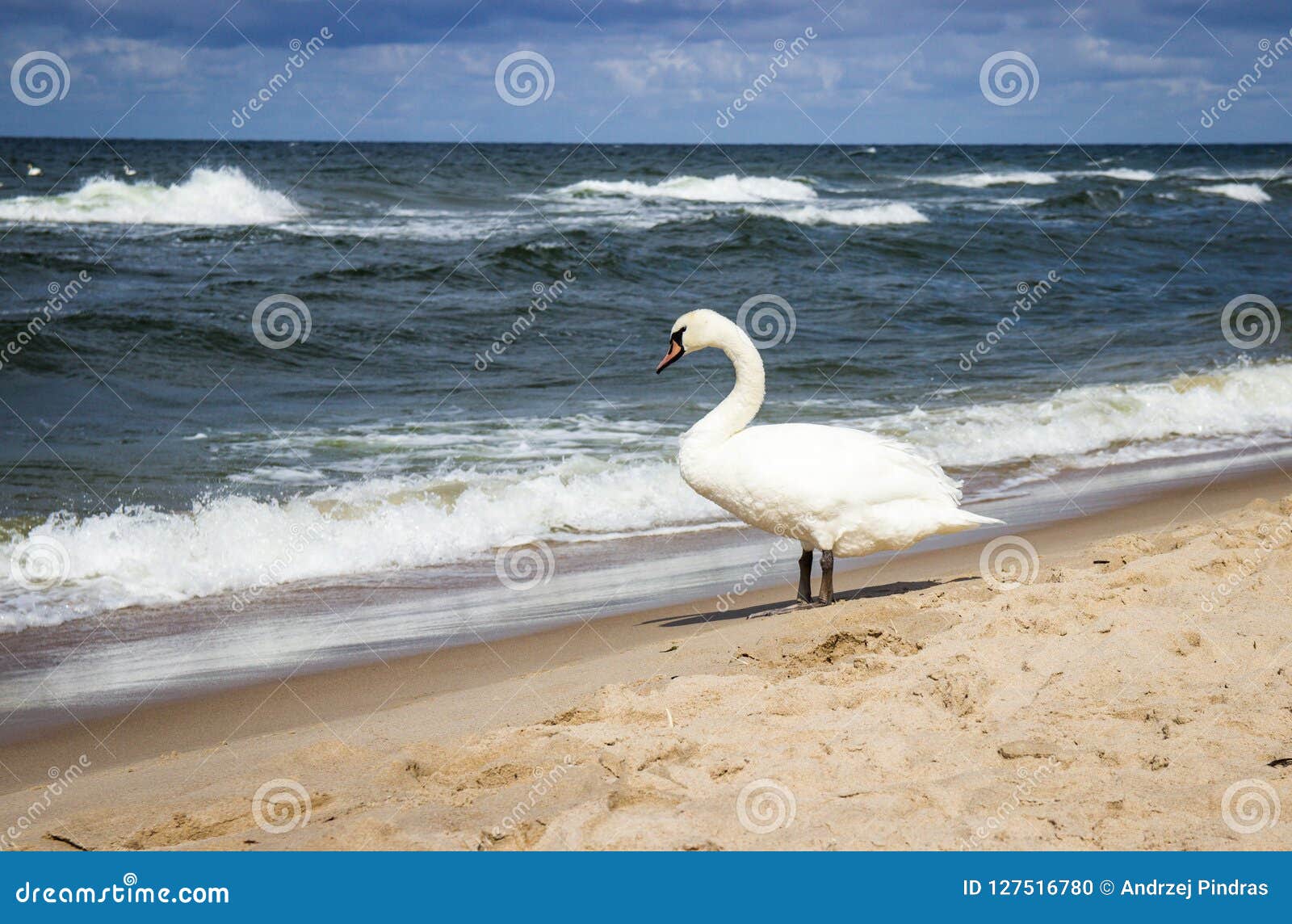 Baltic Sea - White Swans on the Shore. Stock Photo - Image of animal ...