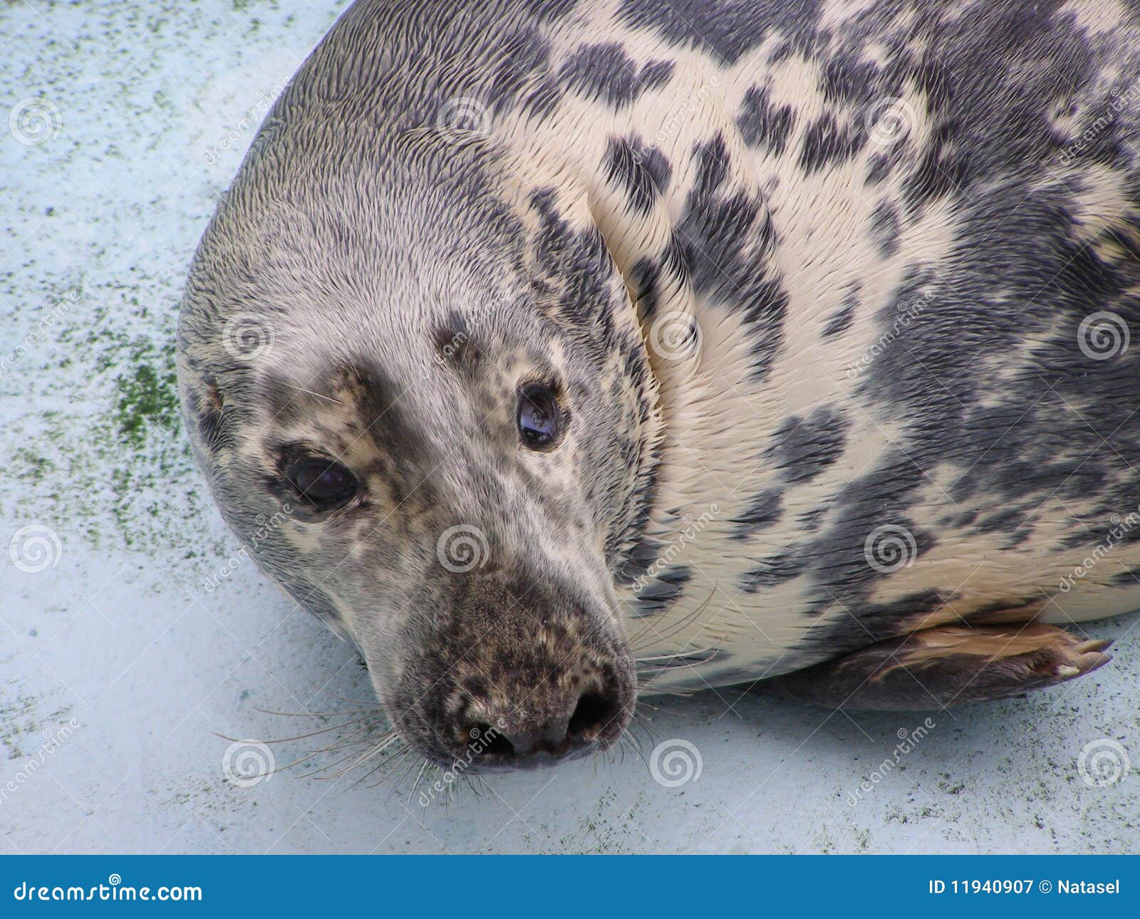 Baltic seal stock image. Image of nice, marine, captivity - 11940907