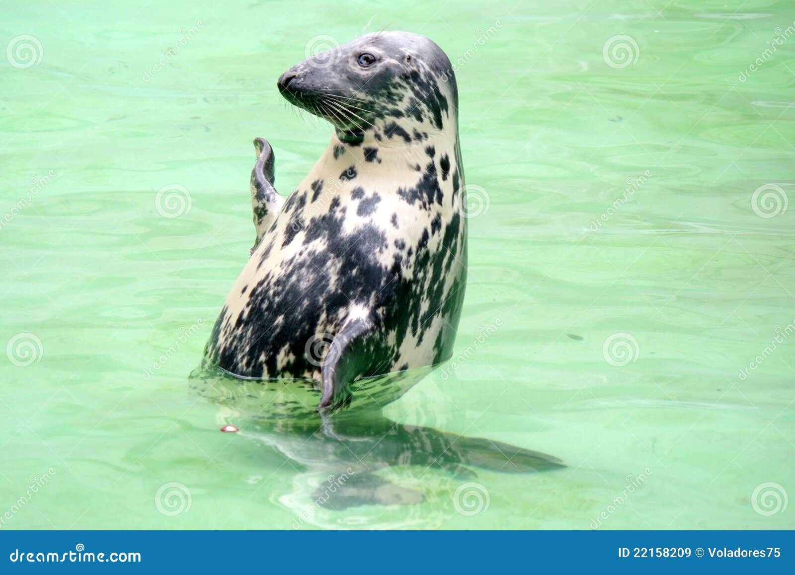 Baltic Seal. Zoo Kaliningrad Stock Image - Image of protected, species ...
