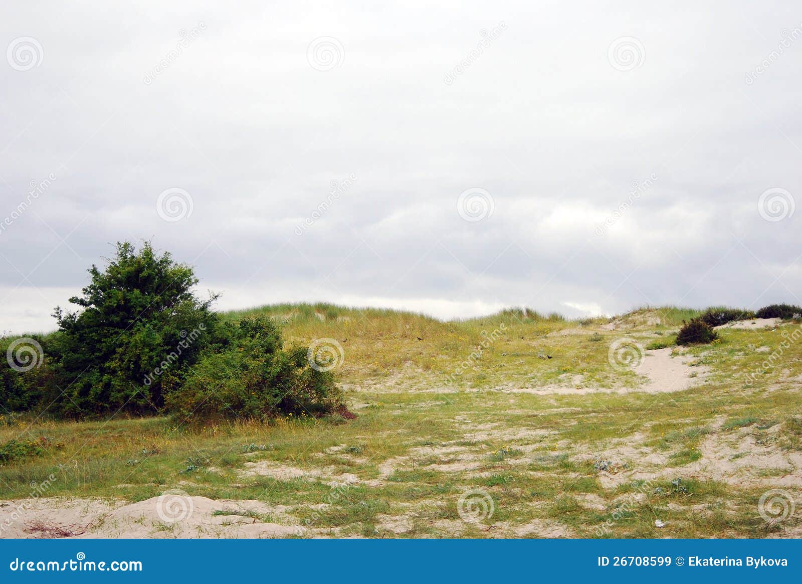 Baltic Spit Sirene Nature Scenery Stock Image - Image of scenery, tree ...