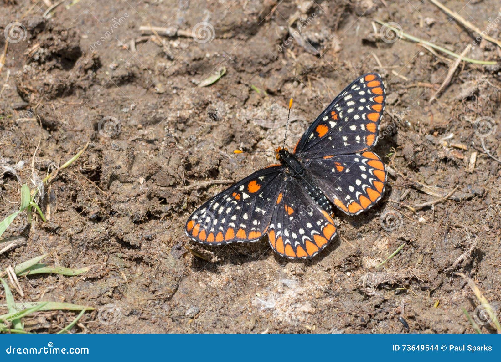 Baltimore Checkerspot Butterfly Stock Photo - Image of environment ...