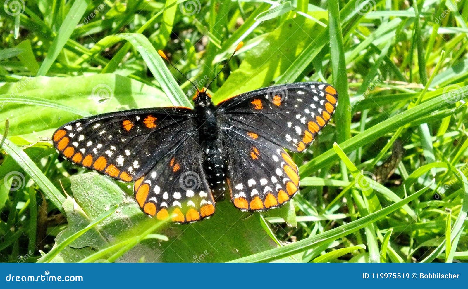 Baltimore Checkerspot Butterfly Stock Image - Image of wing, horizontal ...