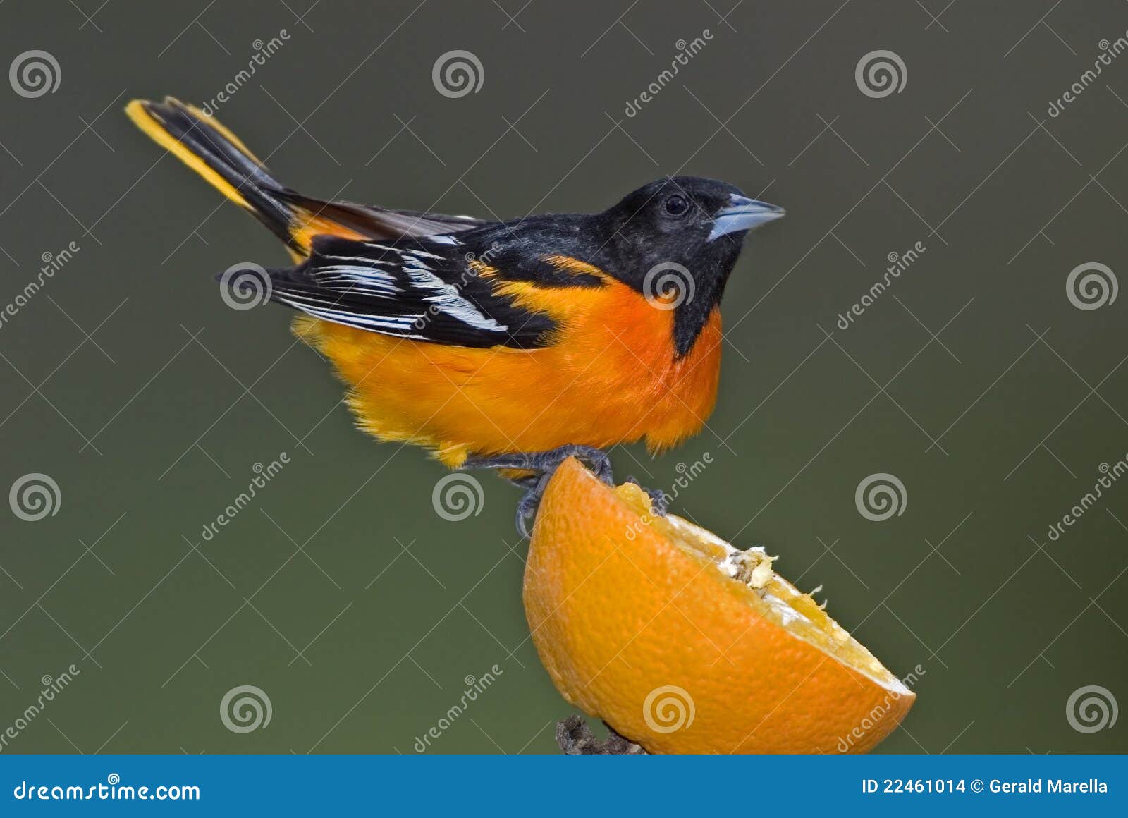 Baltimore Northern Oriole (Icterus Galbula) Stock Photo - Image of ...