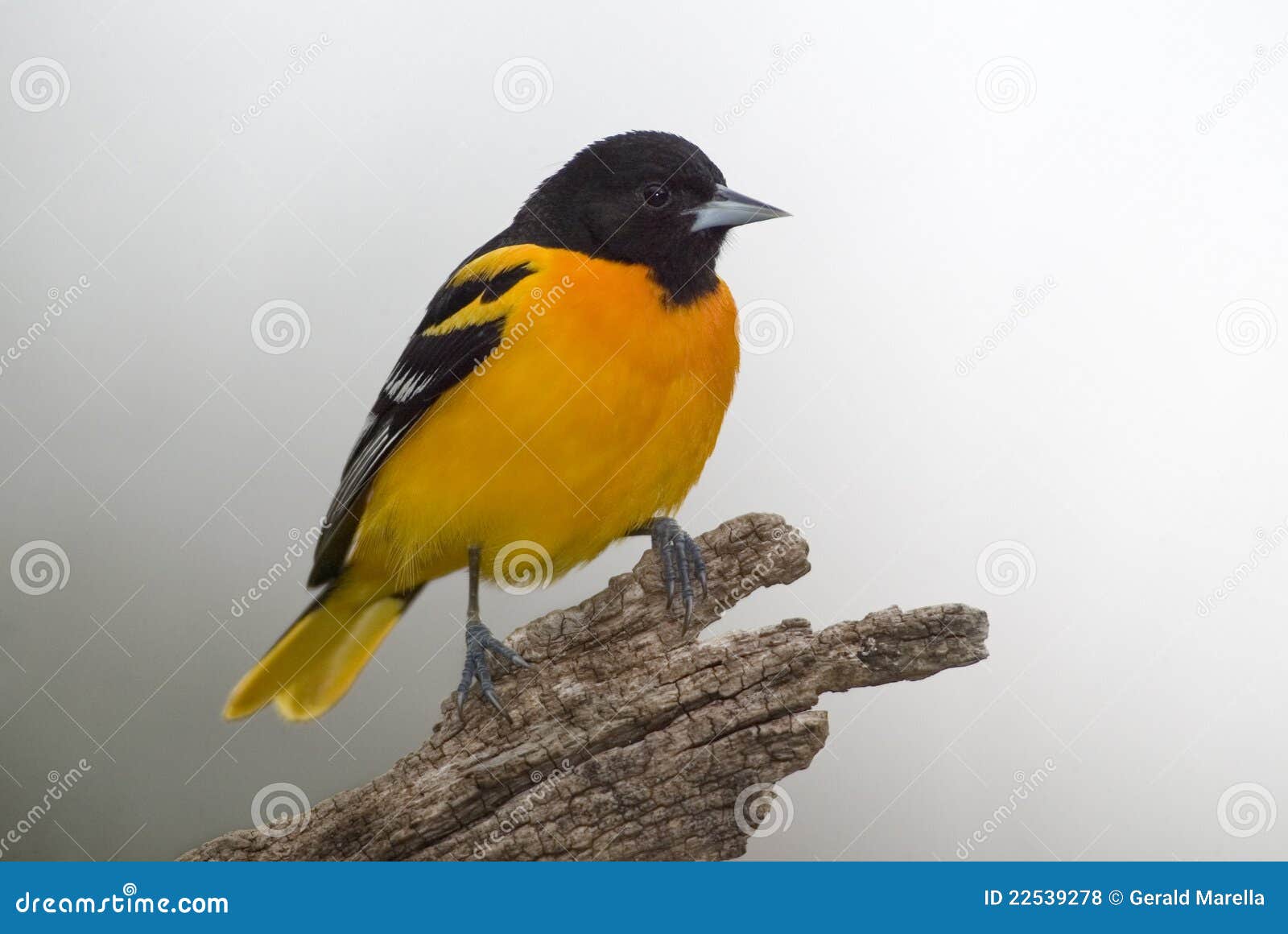 Baltimore Northern Oriole (Icterus Galbula) Stock Photo - Image of ...