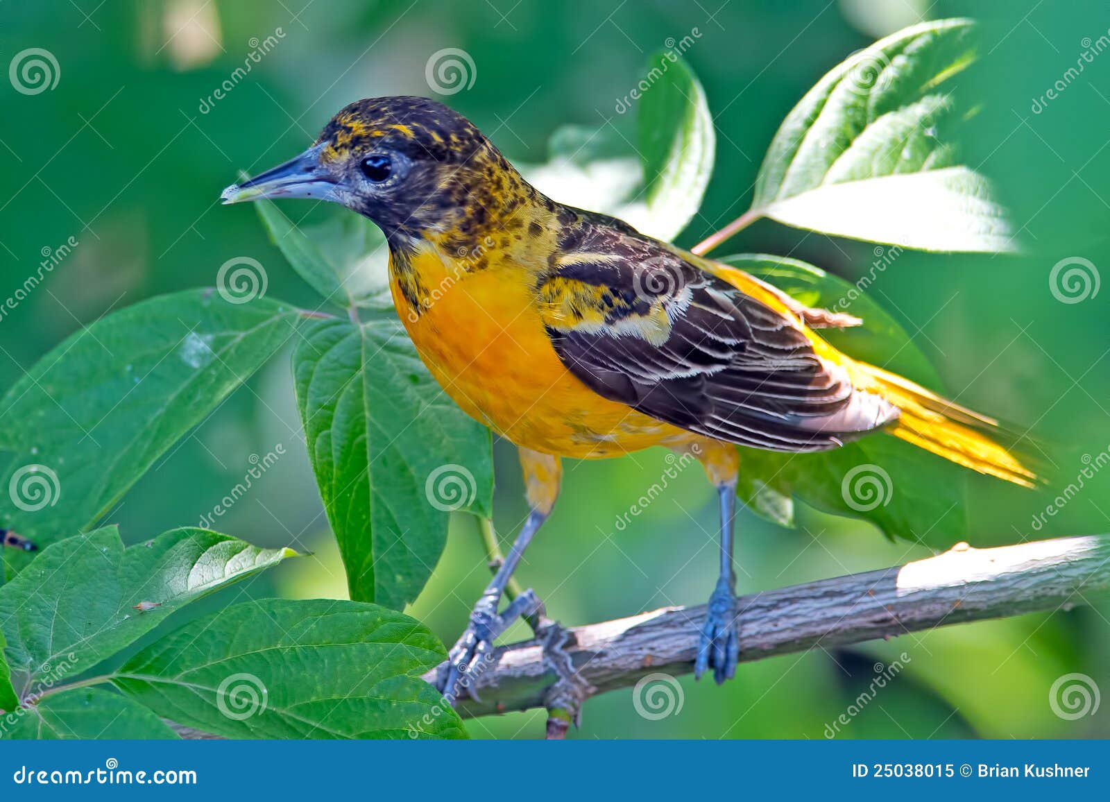 Baltimore Orile stock image. Image of young, baltimore - 25038015