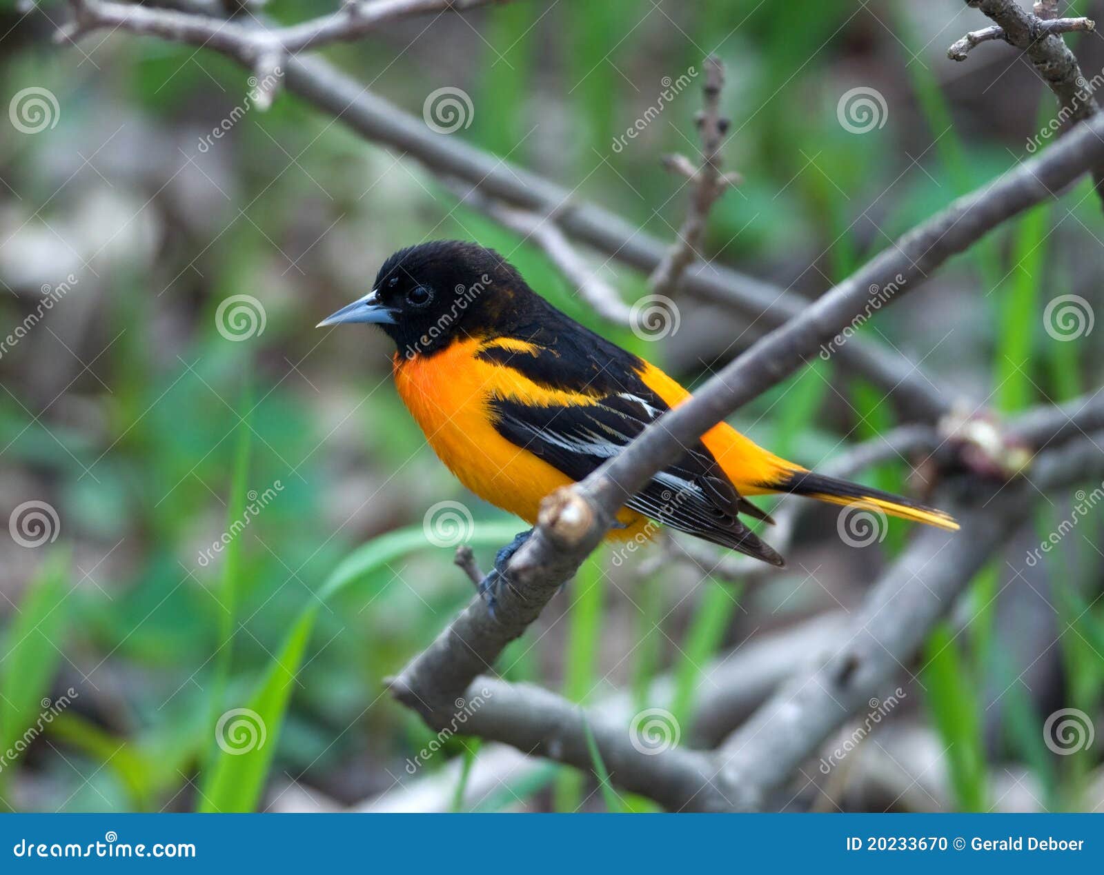 Baltimore Oriole stock photo. Image of blackbird, oriole - 20233670