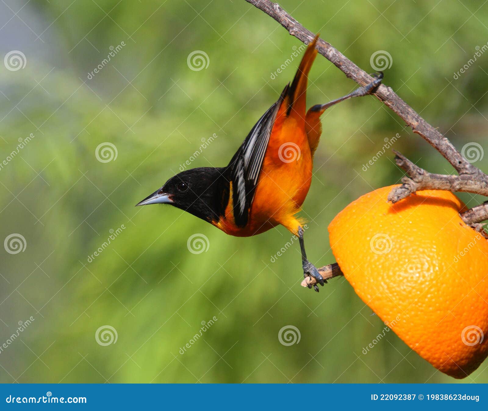 Baltimore Oriole stock image. Image of texas, black, perch - 22092387