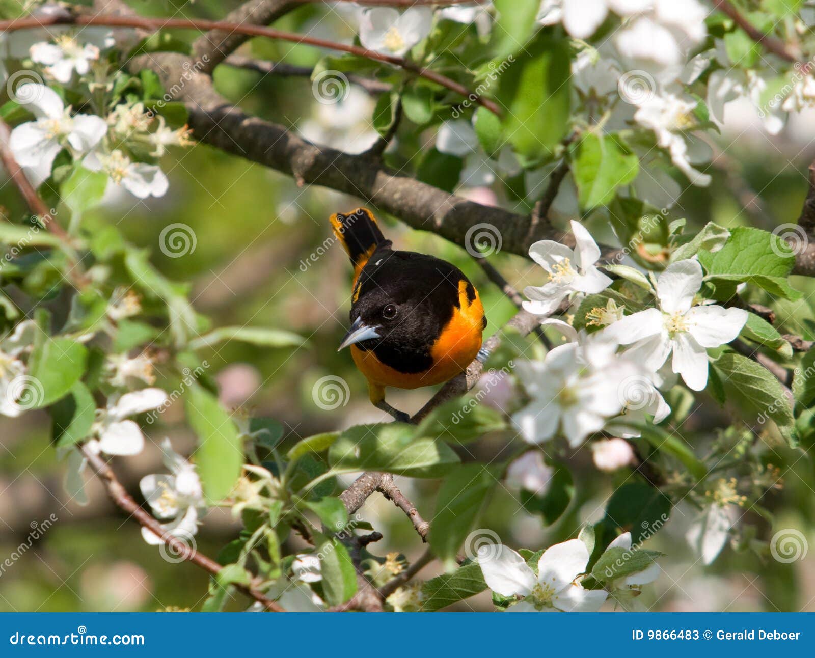 Baltimore Oriole stock image. Image of tree, nature, midwest - 9866483