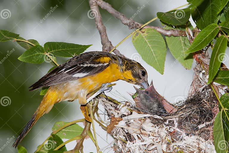 Baltimore Oriole Feeding Time Stock Image - Image of canadian, chicks ...
