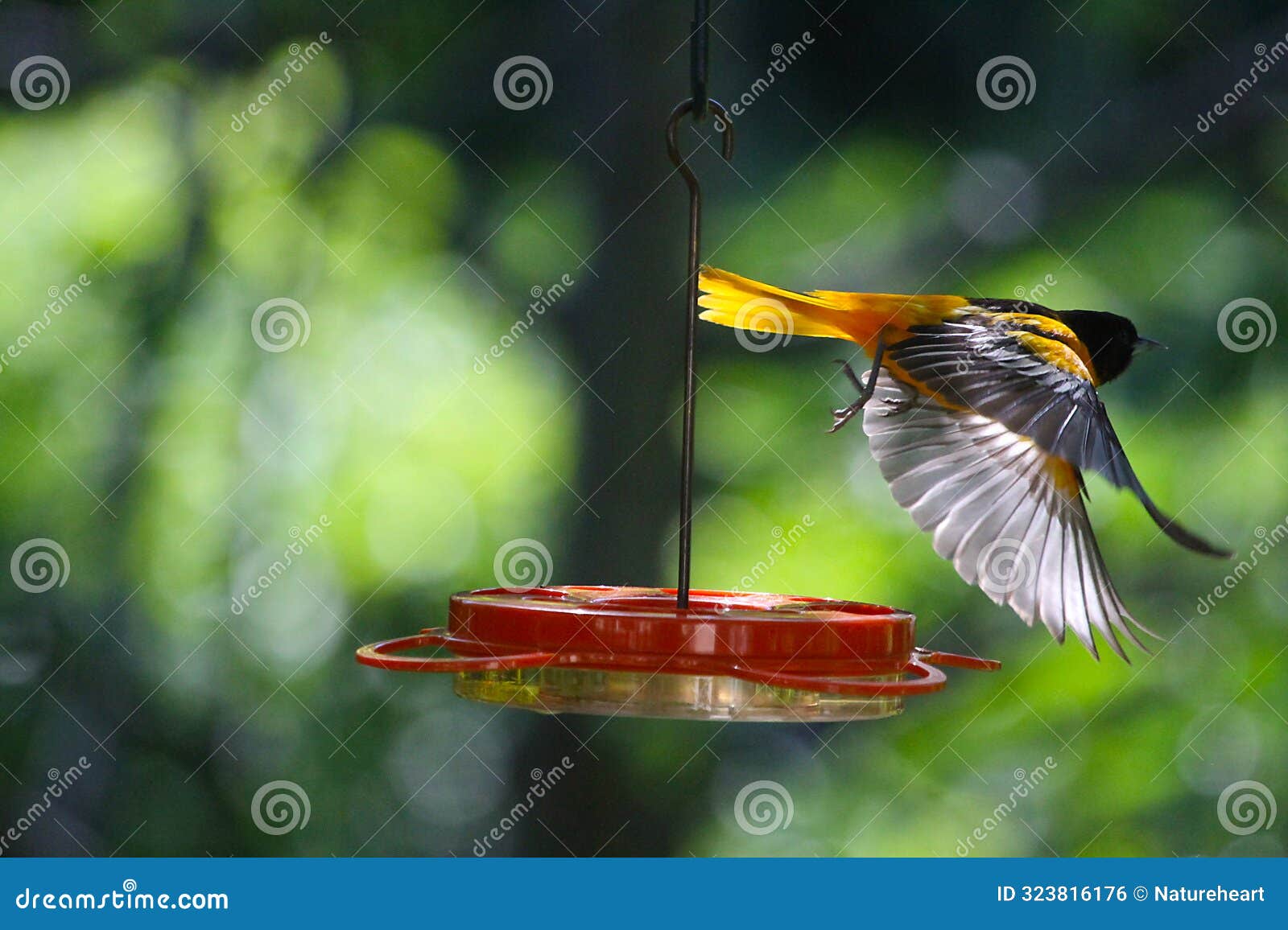 Baltimore Oriole in Flight - Icterus Galbula Stock Photo - Image of ...
