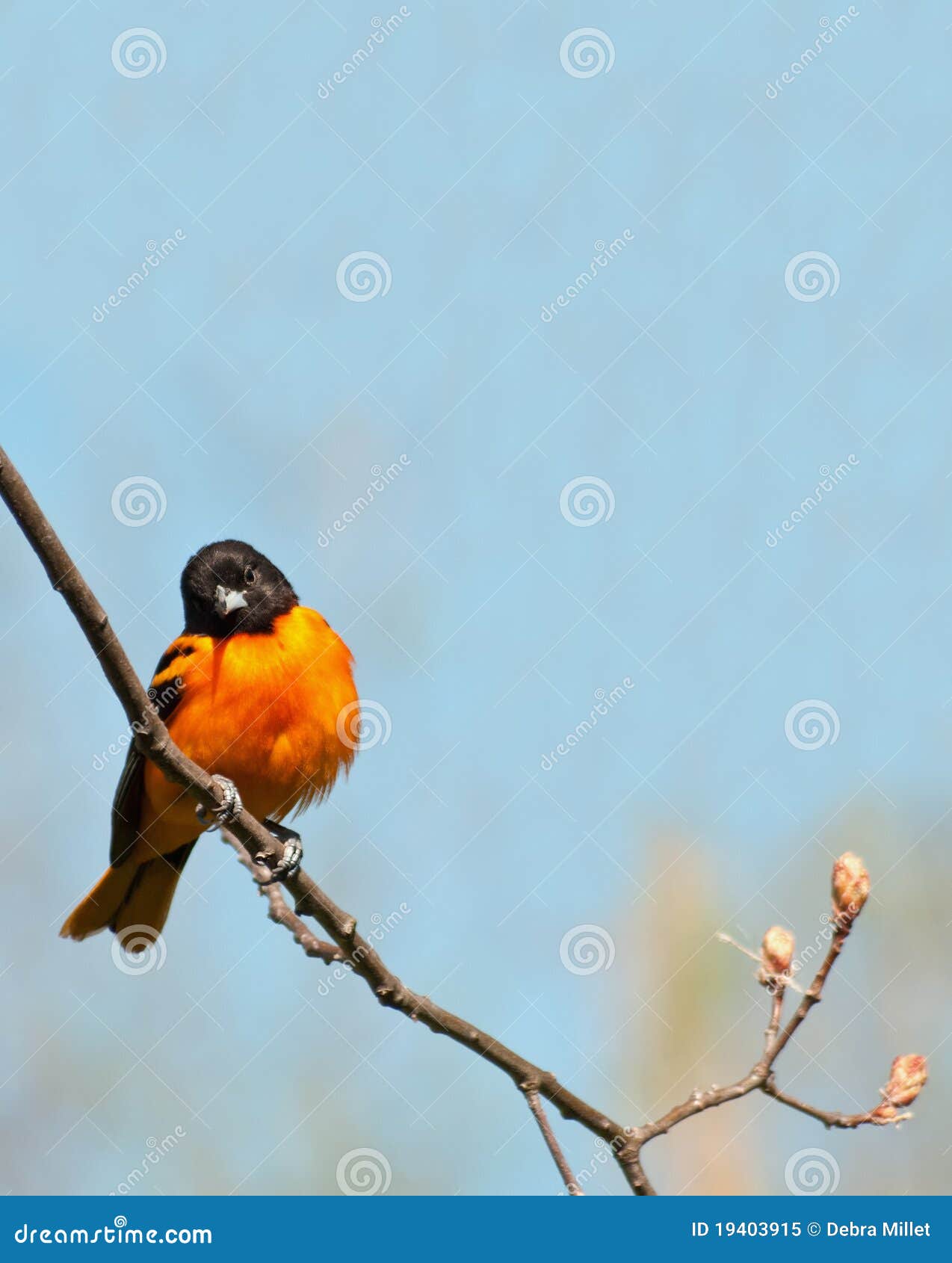 Baltimore Oriole, Icterus Galbula Stock Image - Image of backyards ...