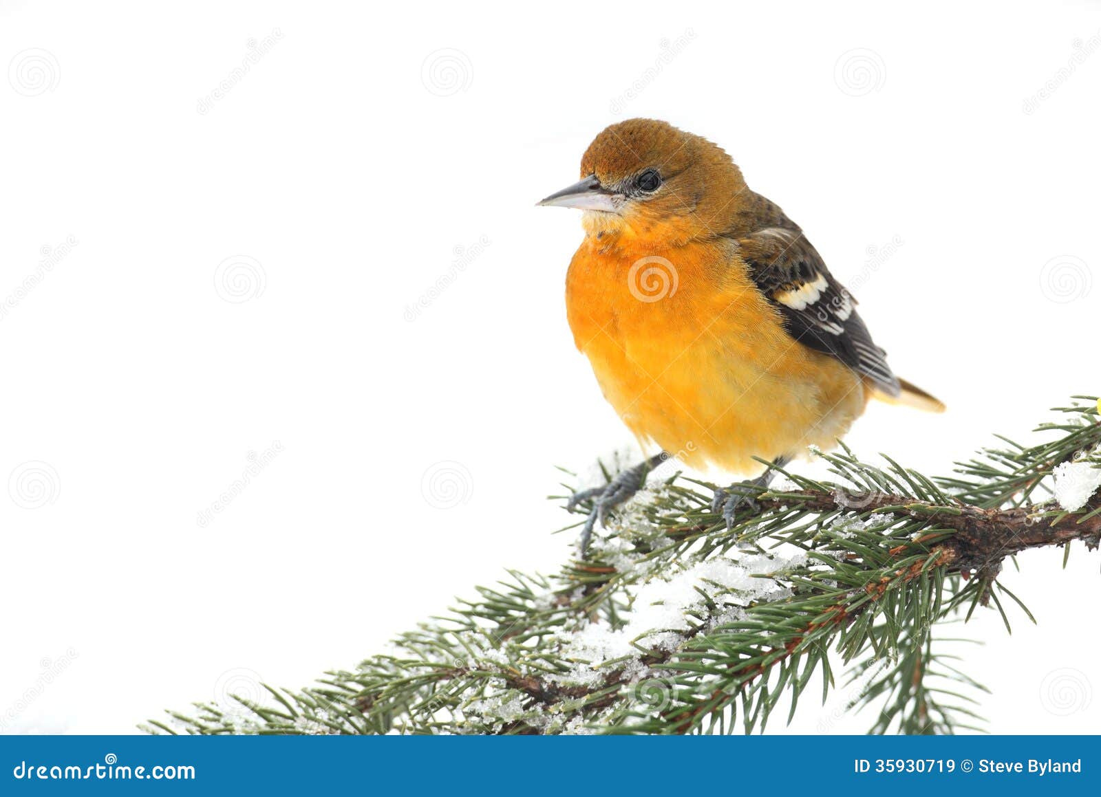 Baltimore Oriole (Icterus Galbula) Stock Image - Image of wing, bird ...