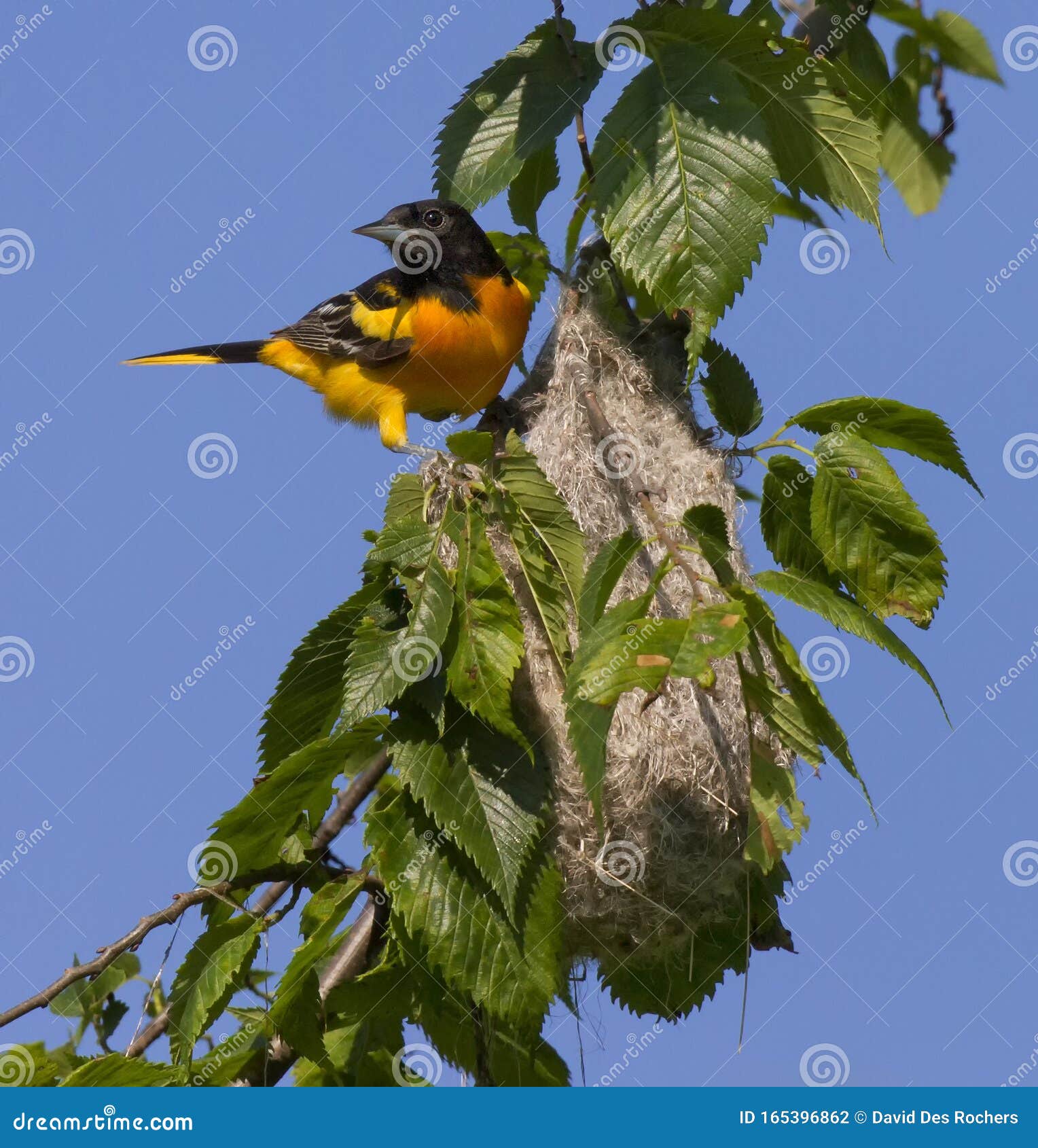 Male Baltimore oriole stock photo. Image of cranford - 165396862