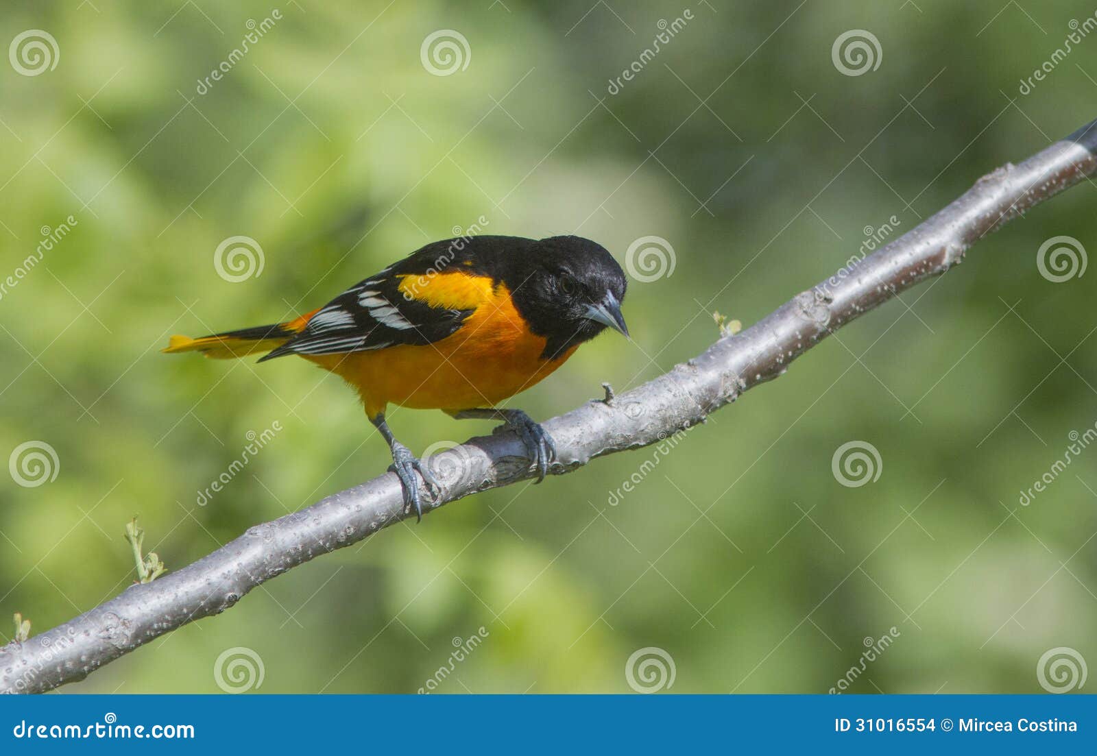 Baltimore Oriole male stock photo. Image of blossom, birds - 31016554