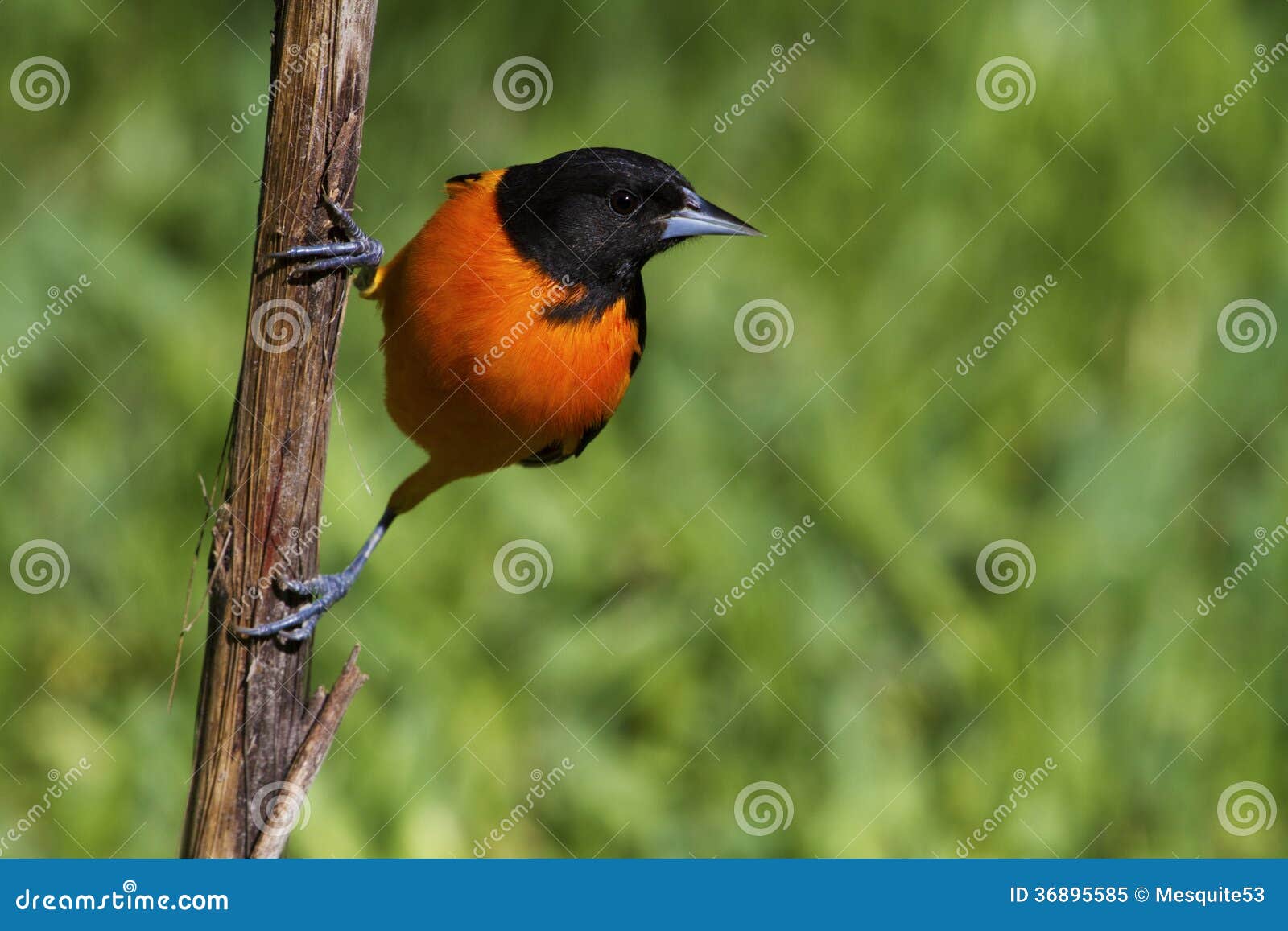 Baltimore oriole stock image. Image of avian, birds, outdoors - 36895585