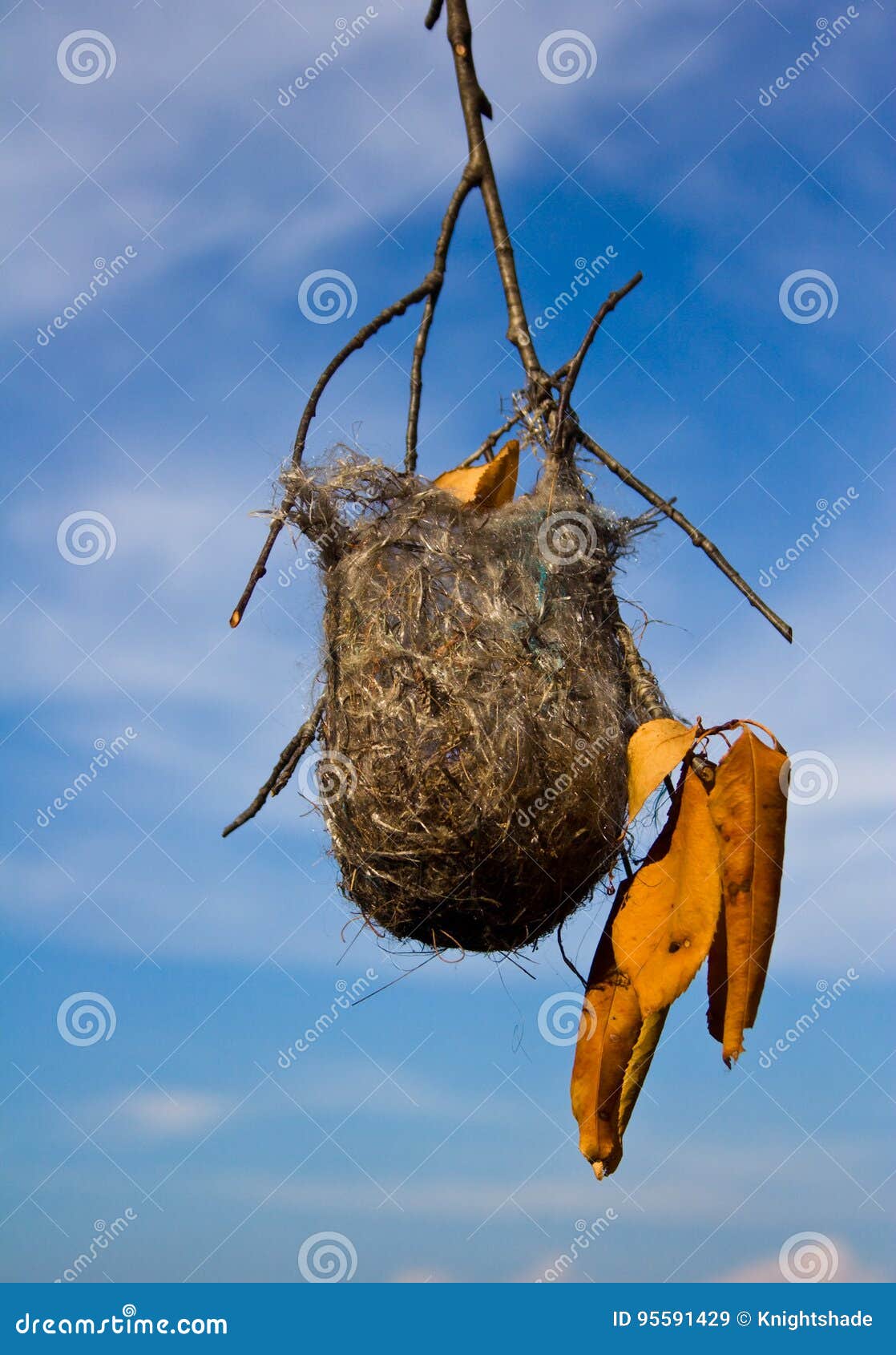 Baltimore Oriole nest stock image. Image of home, hanger - 95591429
