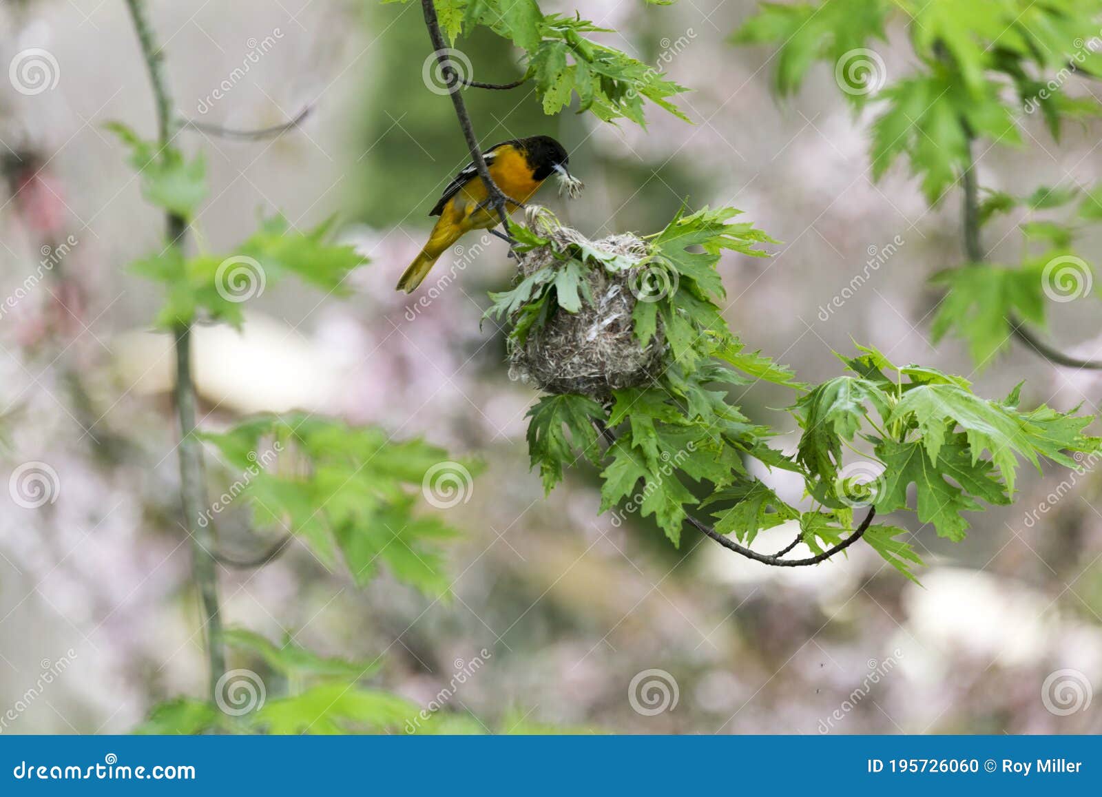 Baltimore Oriole Nest stock photo. Image of yellow, spring - 195726060