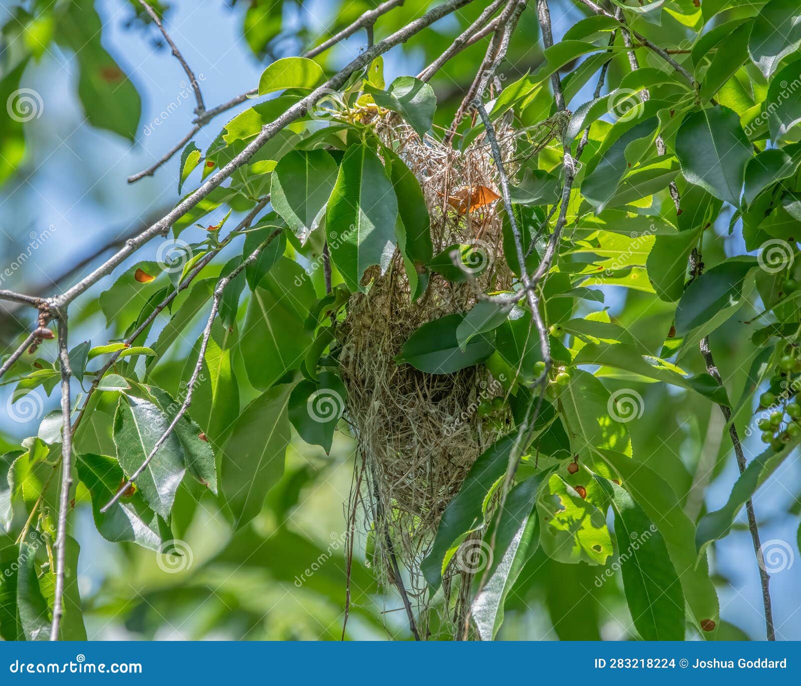 A Baltimore Oriole Nest in a Tree Branch Stock Photo - Image of animal ...