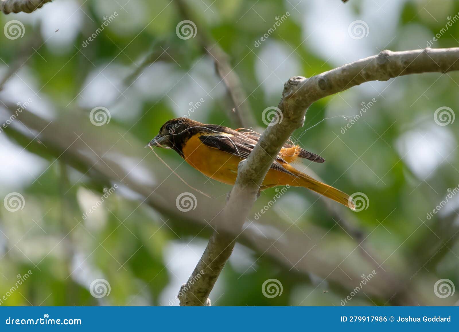 Baltimore Oriole with Nesting Material Stock Photo - Image of nesting ...