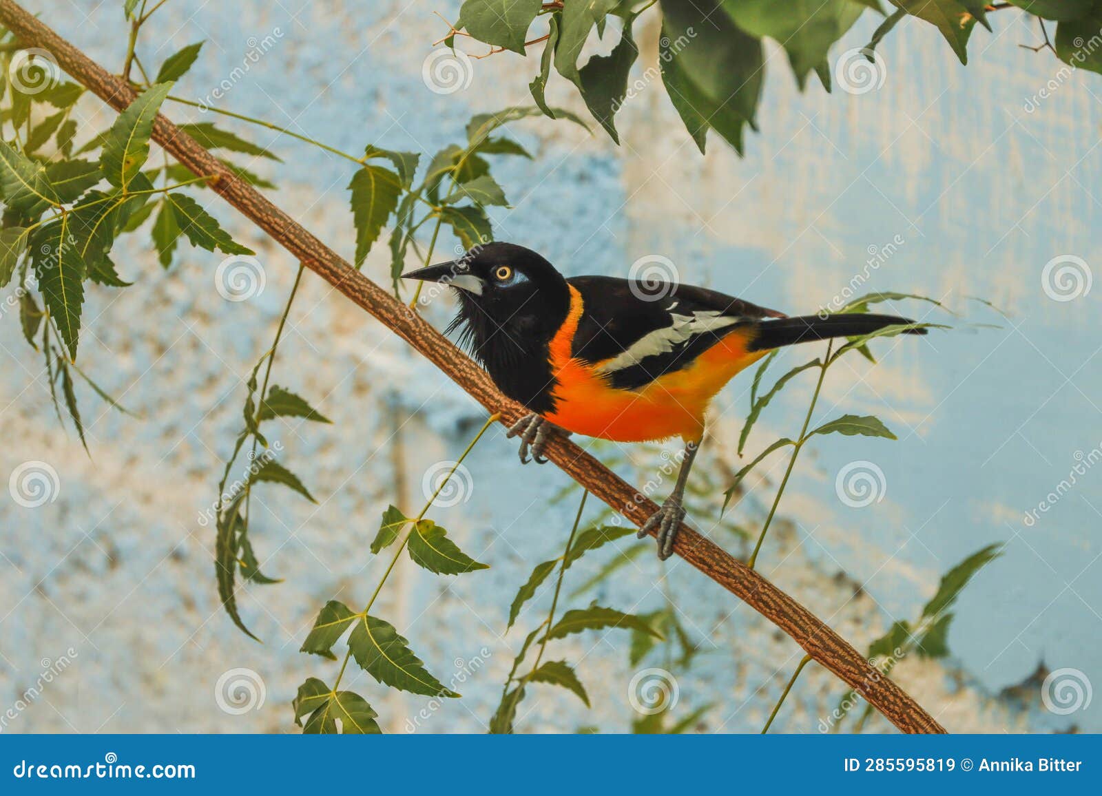 Baltimore Trupial Bird in the Caribbean Stock Image - Image of animals ...