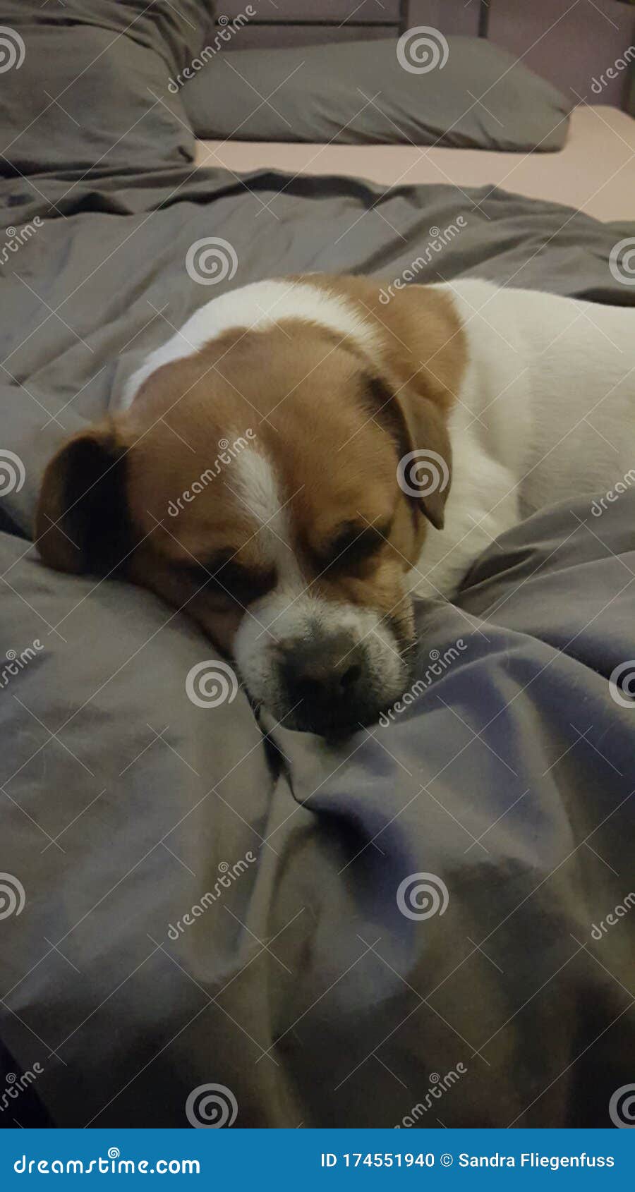 Balu the Dog stock photo. Image of jackrussel, balu - 174551940