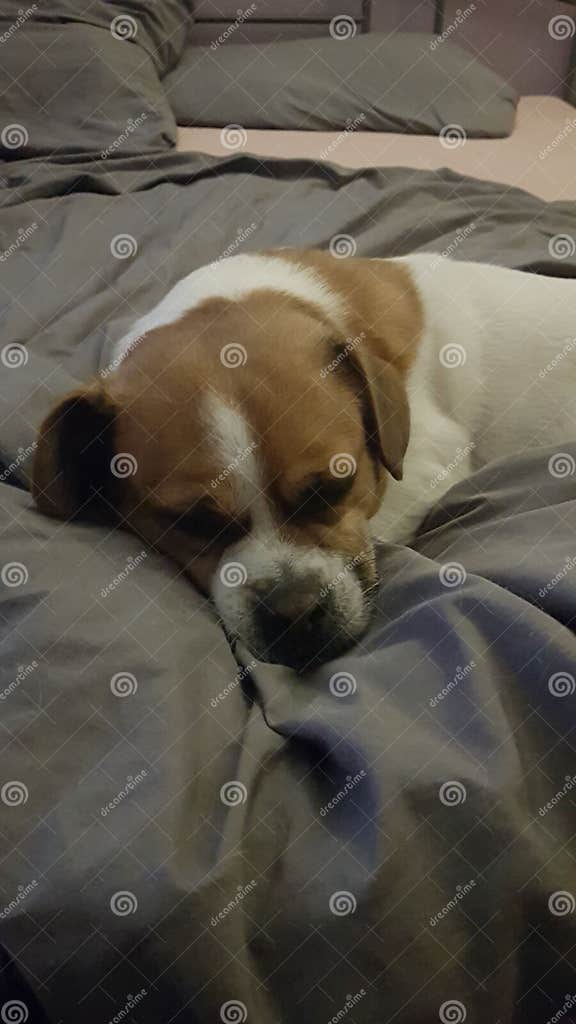 Balu the Dog stock photo. Image of jackrussel, balu - 174551940