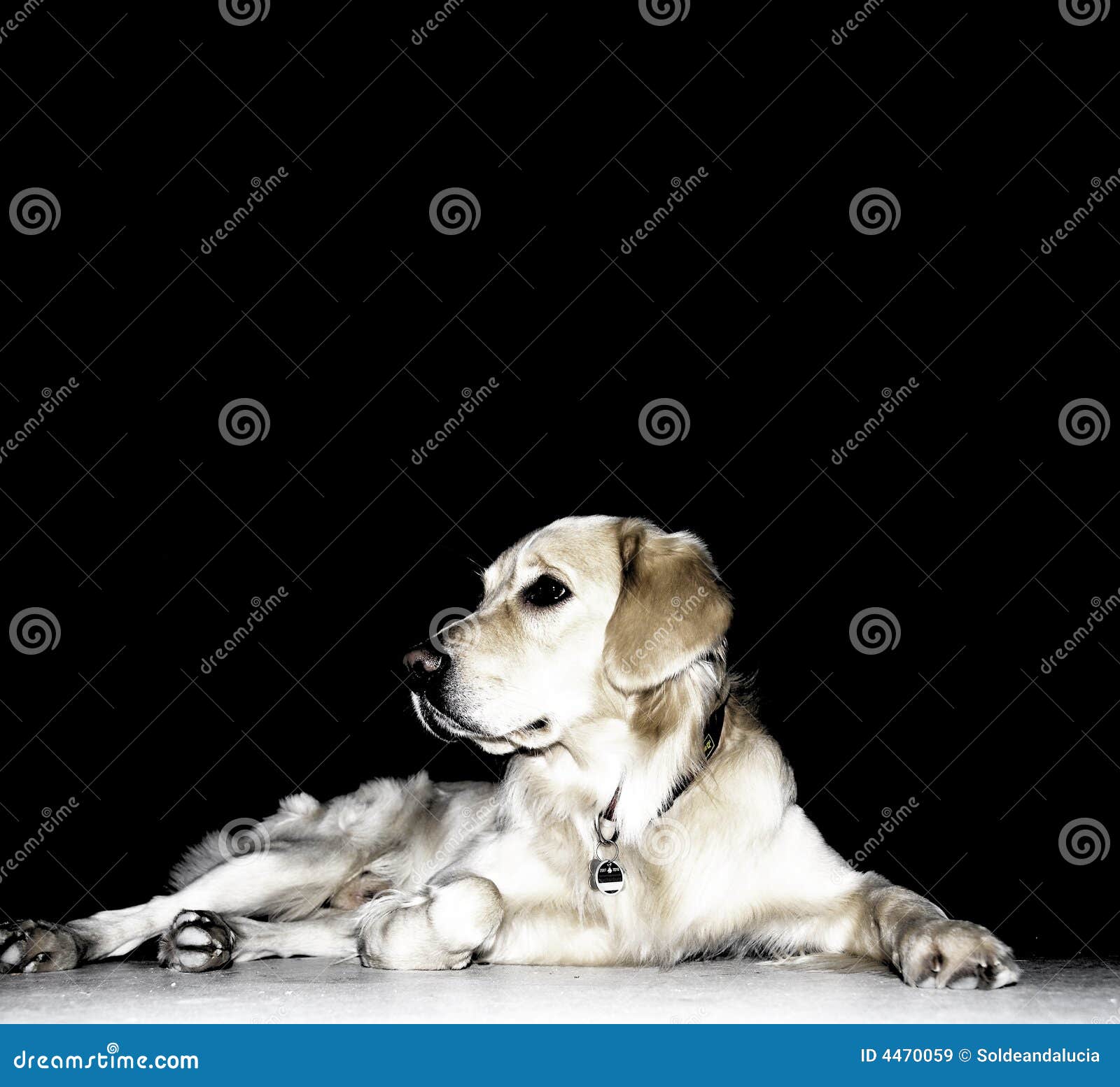 Balu the dog stock image. Image of puppy, laying, white - 4470059