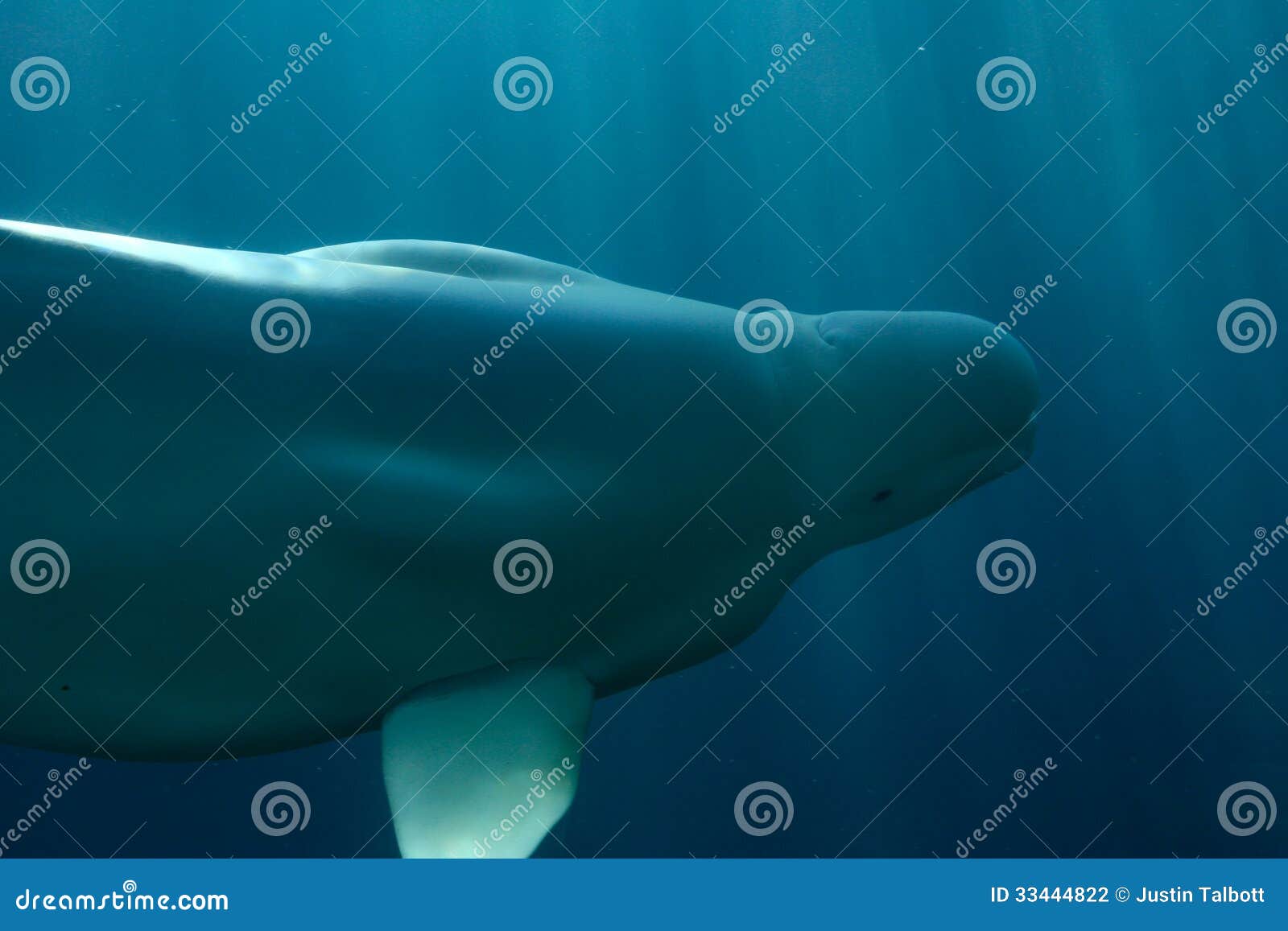 Baluga whale stock photo. Image of park, aquarium, swimming - 33444822