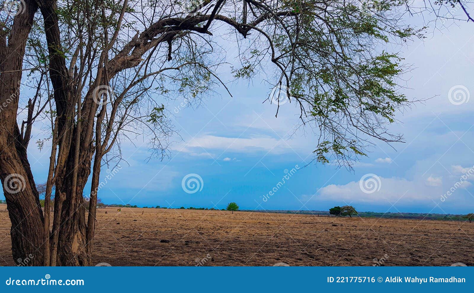 African Van Java Stock Photos - Free & Royalty-Free Stock Photos from ...