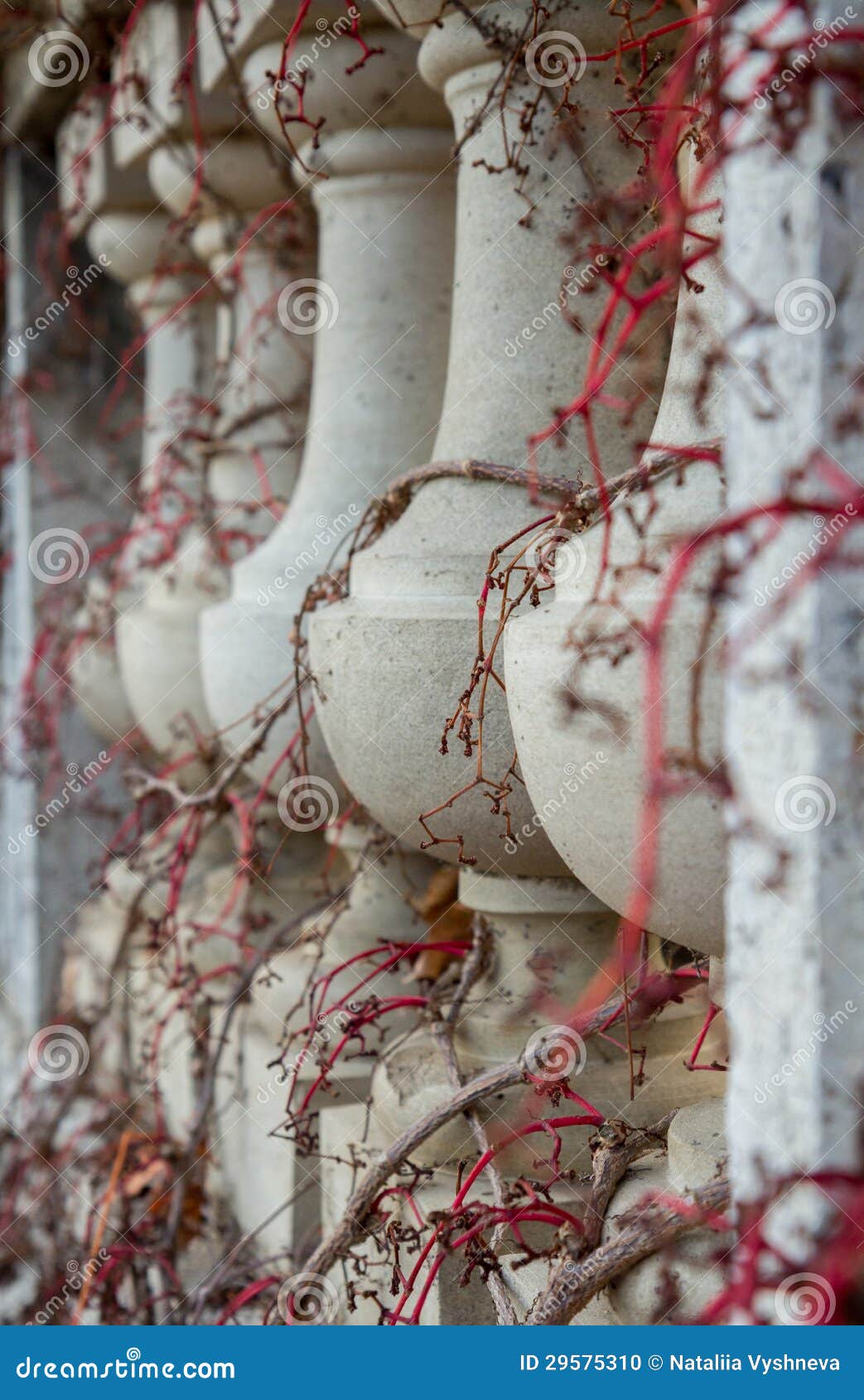 Balusters twining vines stock photo. Image of background - 29575310