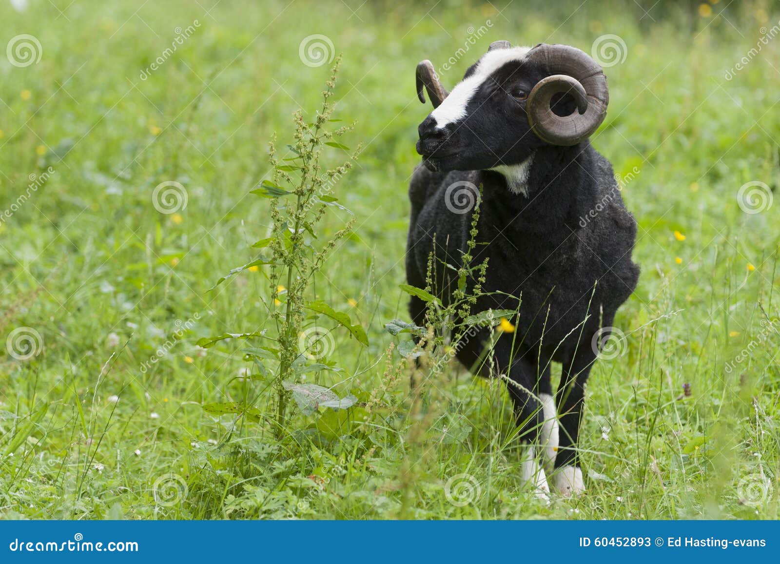 Balwen ram stock image. Image of mammal, mouflon, isolated - 60452893