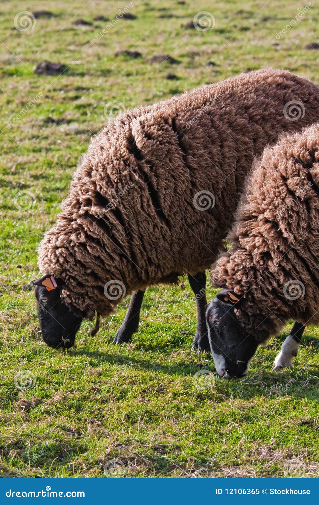 Balwen Welsh Mountain Sheep Grazing (2) Stock Image - Image of ...